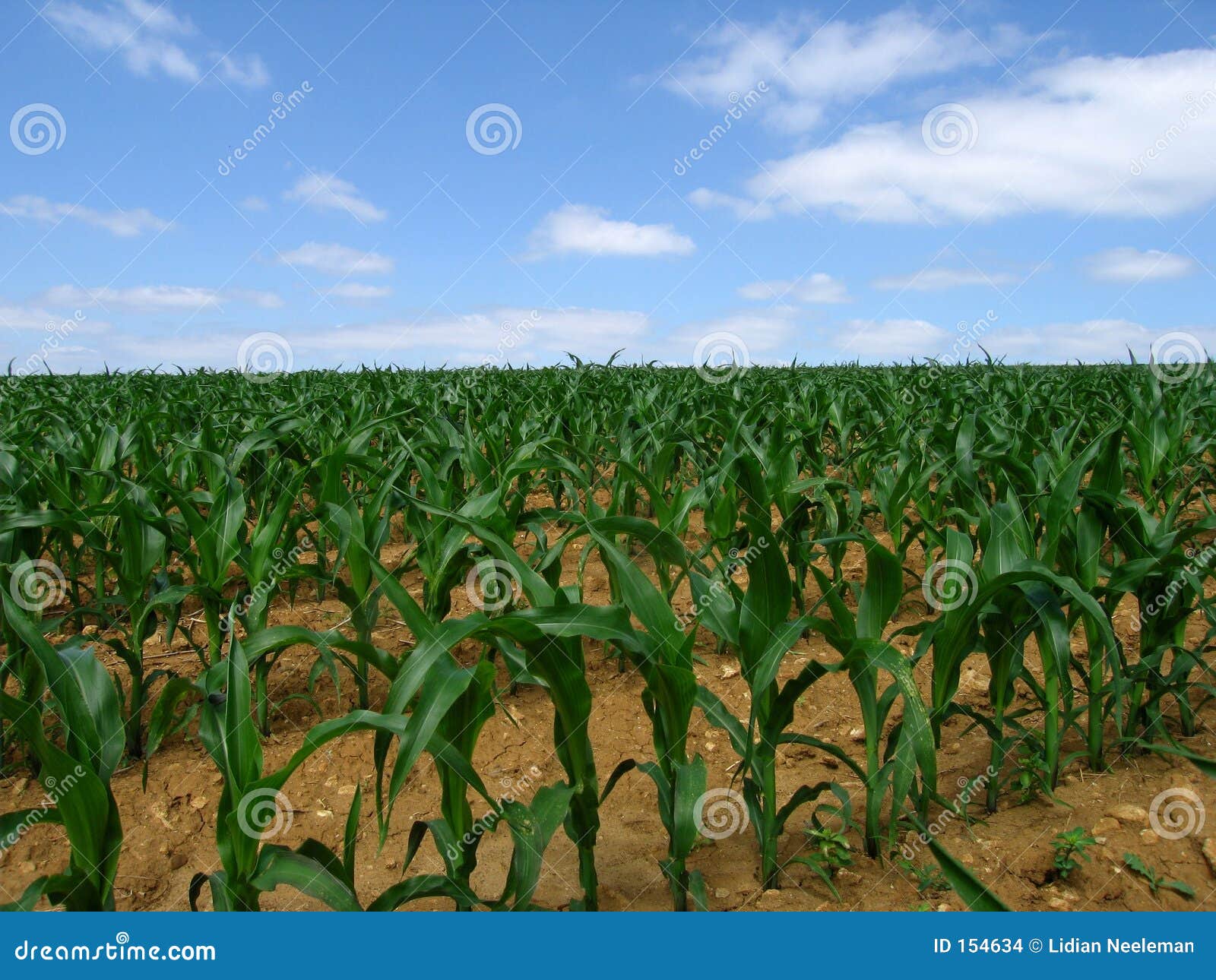 Corn field stock photo. Image of farmland, closeup, peace - 154634