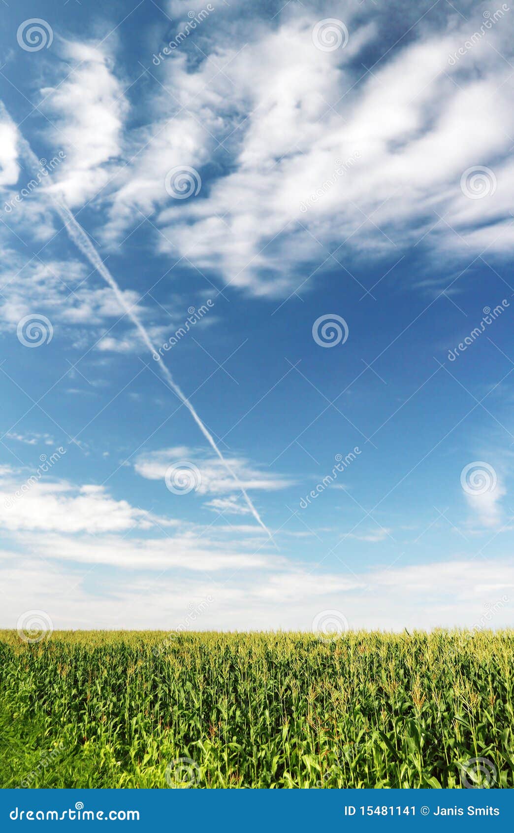 Corn field. stock image. Image of rural, blue, green - 15481141