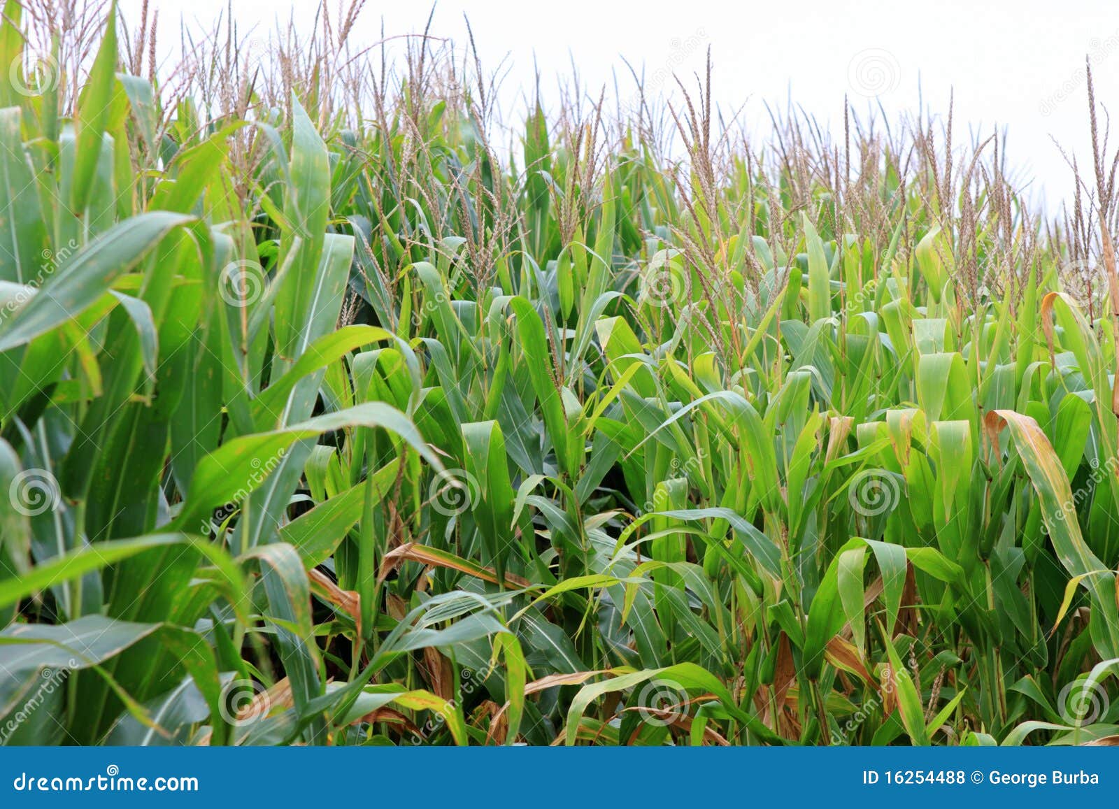 Nebraska Corn Cob Royalty-Free Stock Photo | CartoonDealer.com #107782779