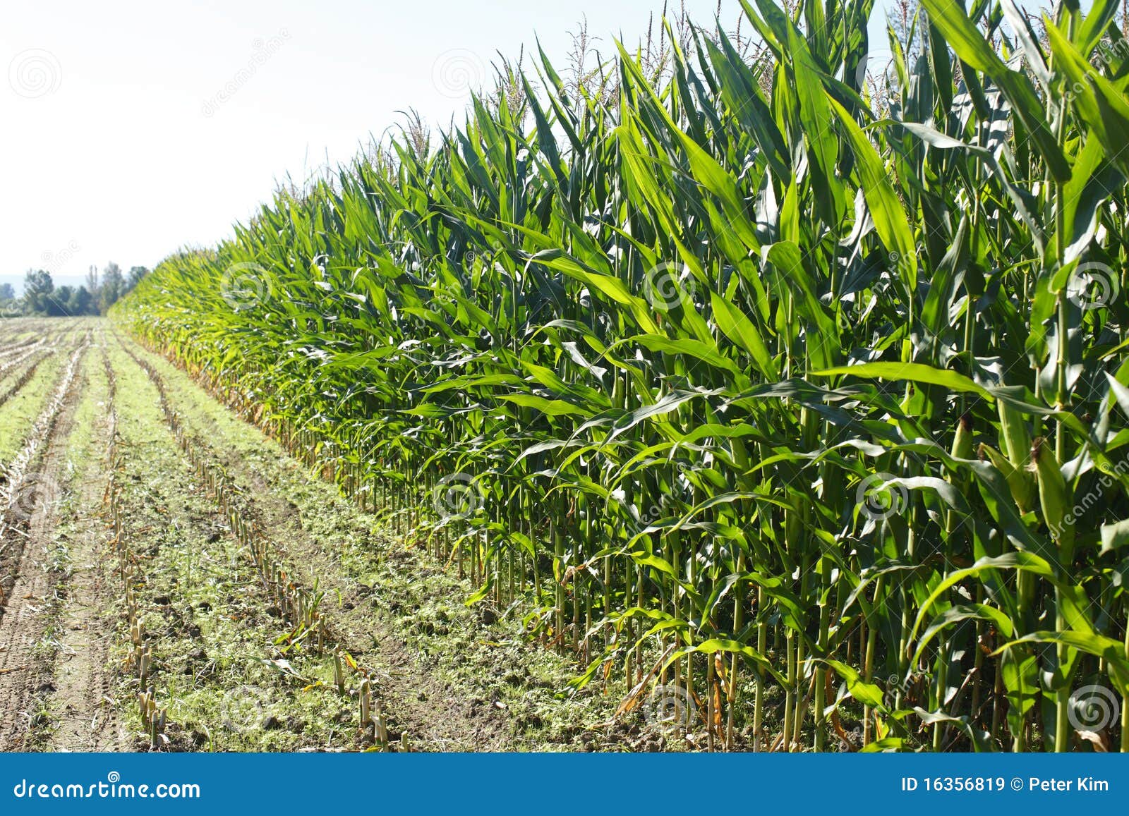 Corn field stock image. Image of outside, outdoor, crop - 16356819