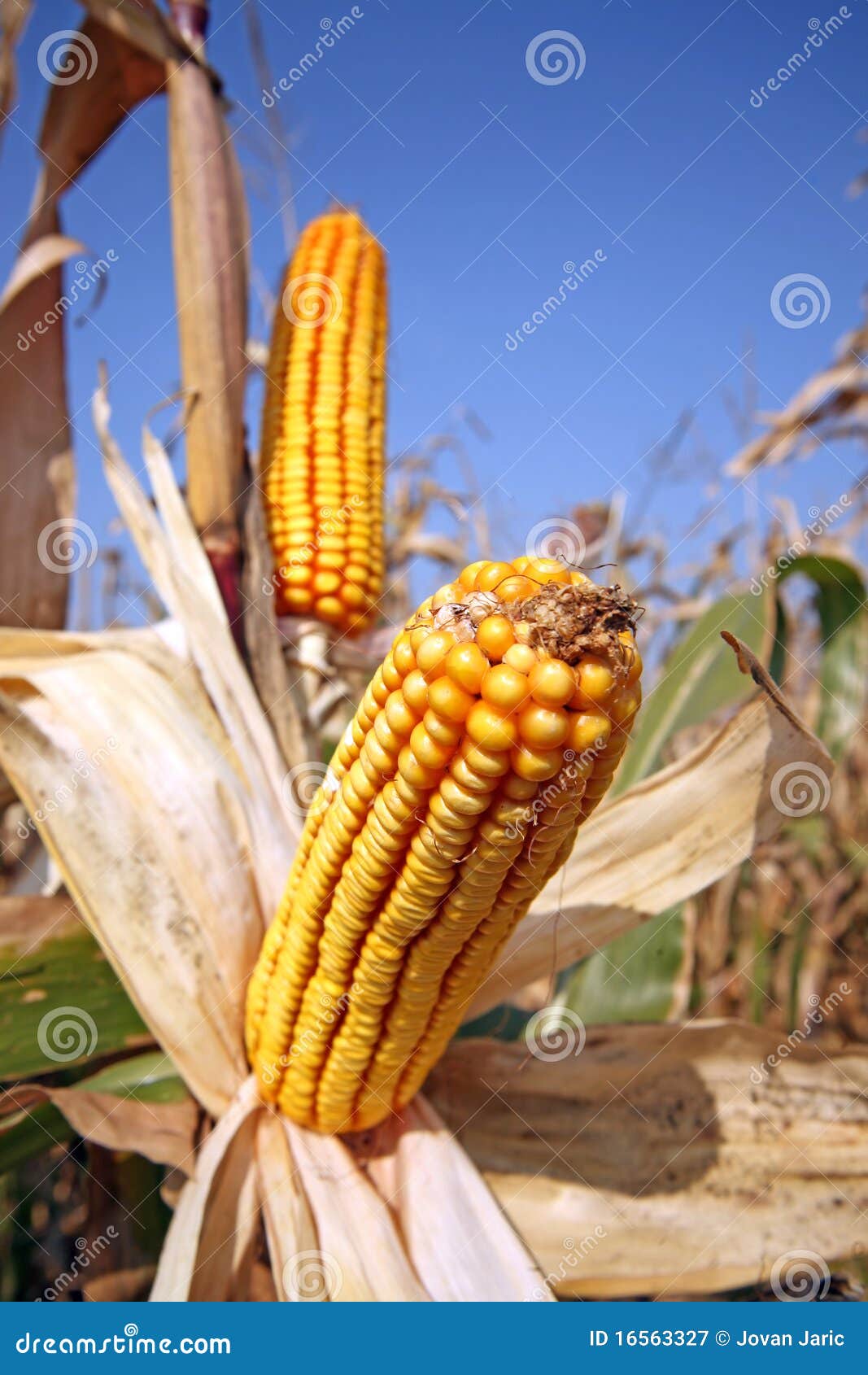 Corn at field stock image. Image of grain, maize, ripe - 16563327
