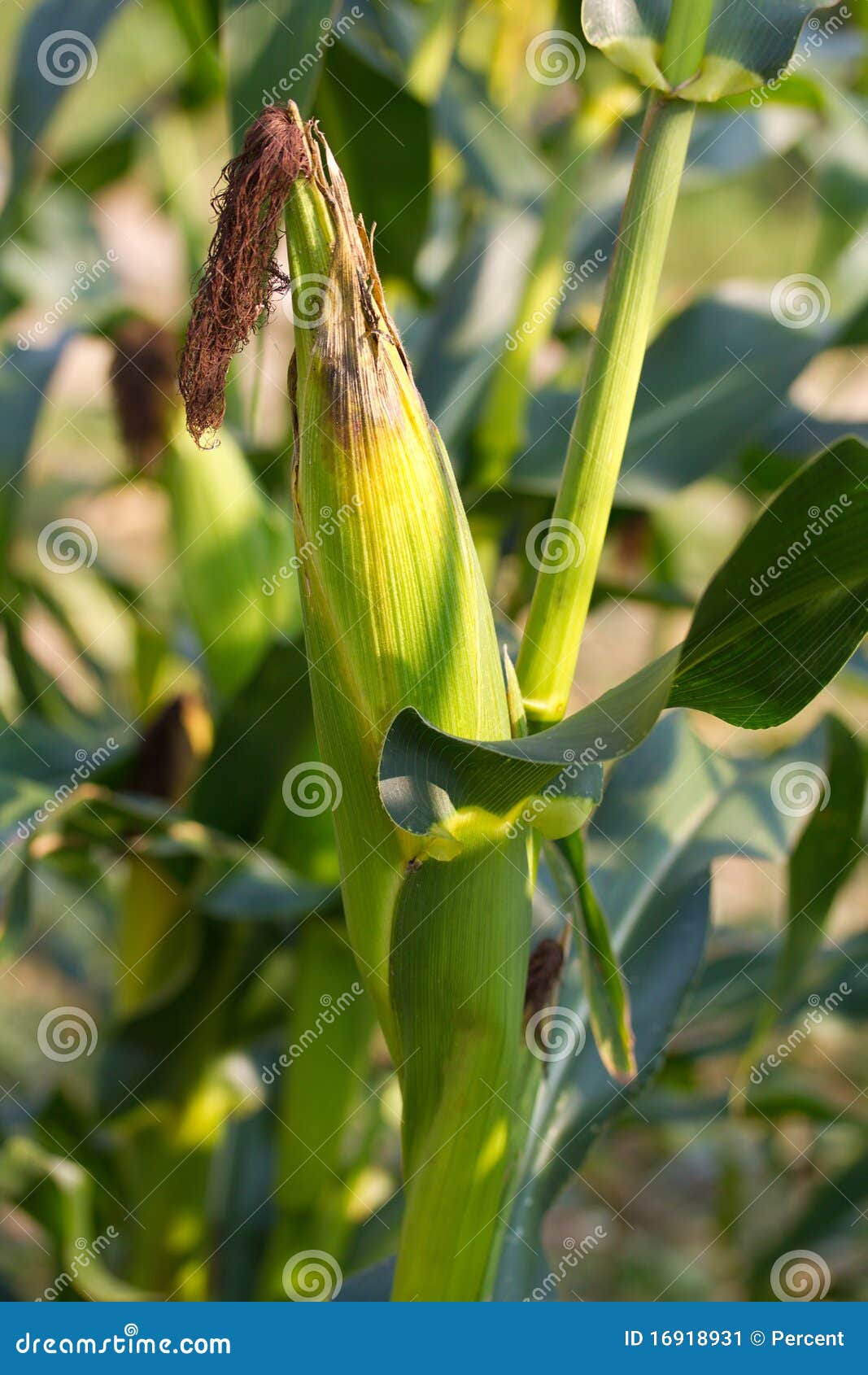 Corn on field stock image. Image of object, color, lush - 16918931