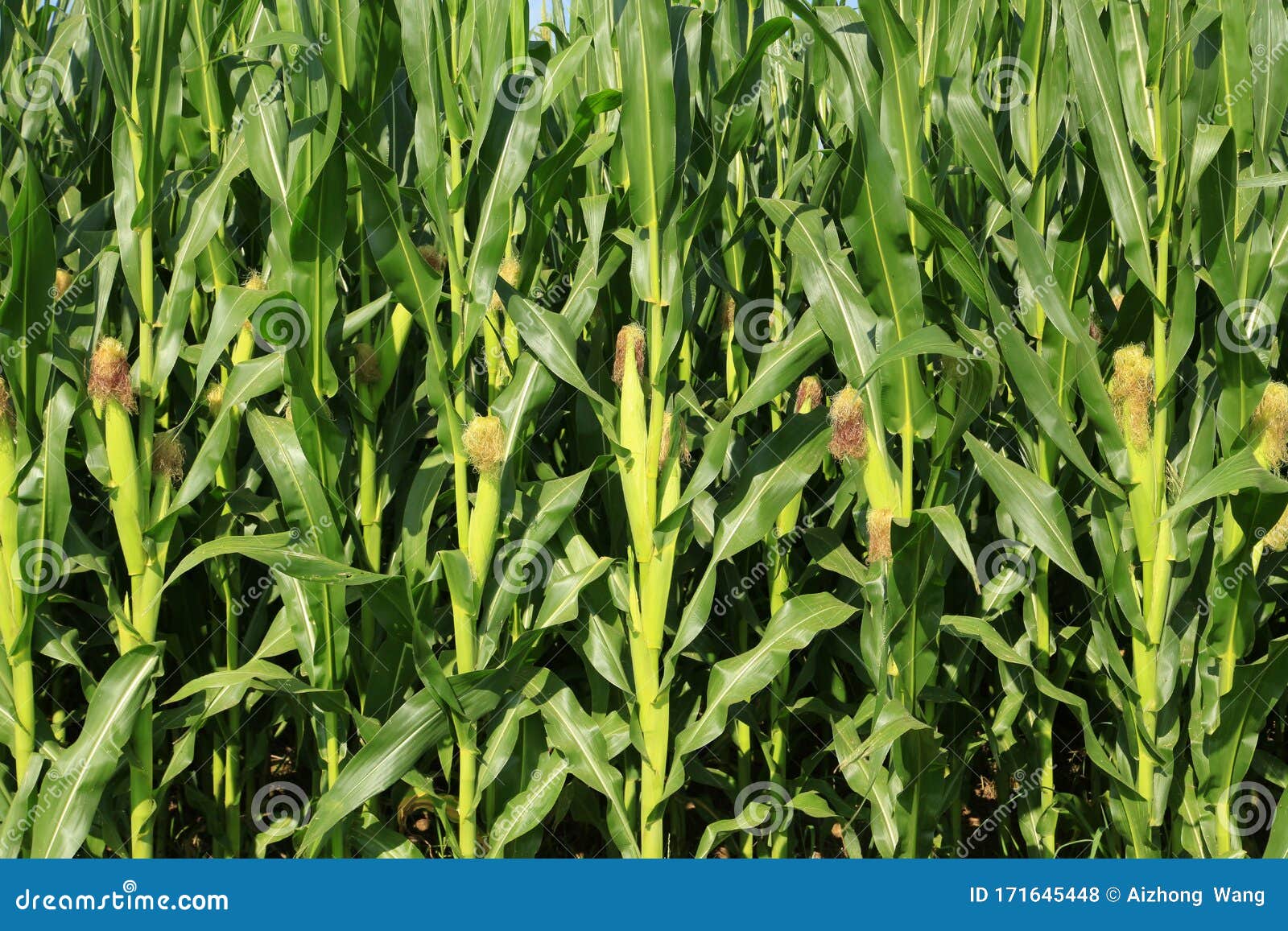 The corn in the field stock photo. Image of flora, field - 171645448