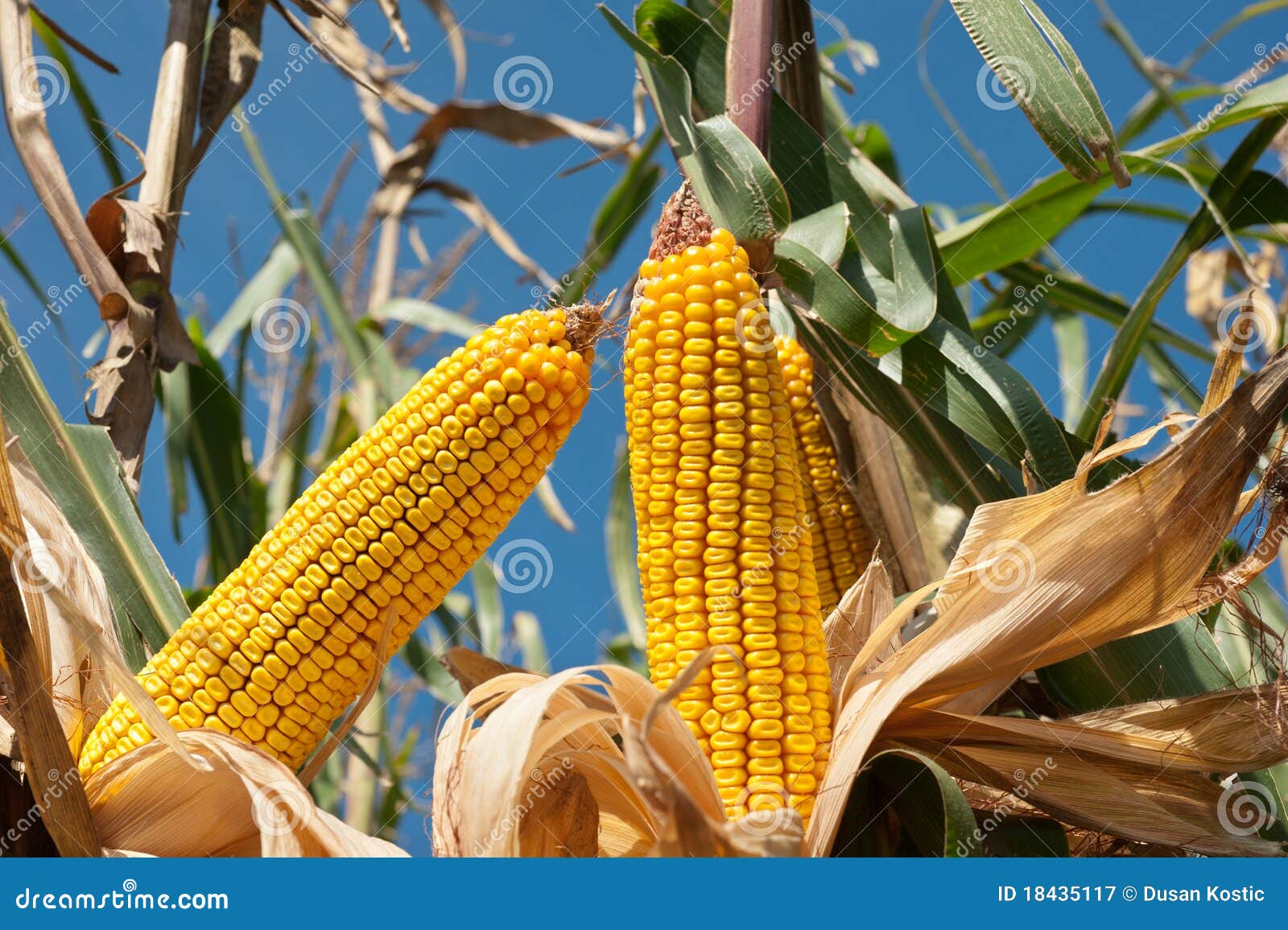 Field Of Corn Maize In Spring Along Trees And Hills In Horizon, Sky And ...