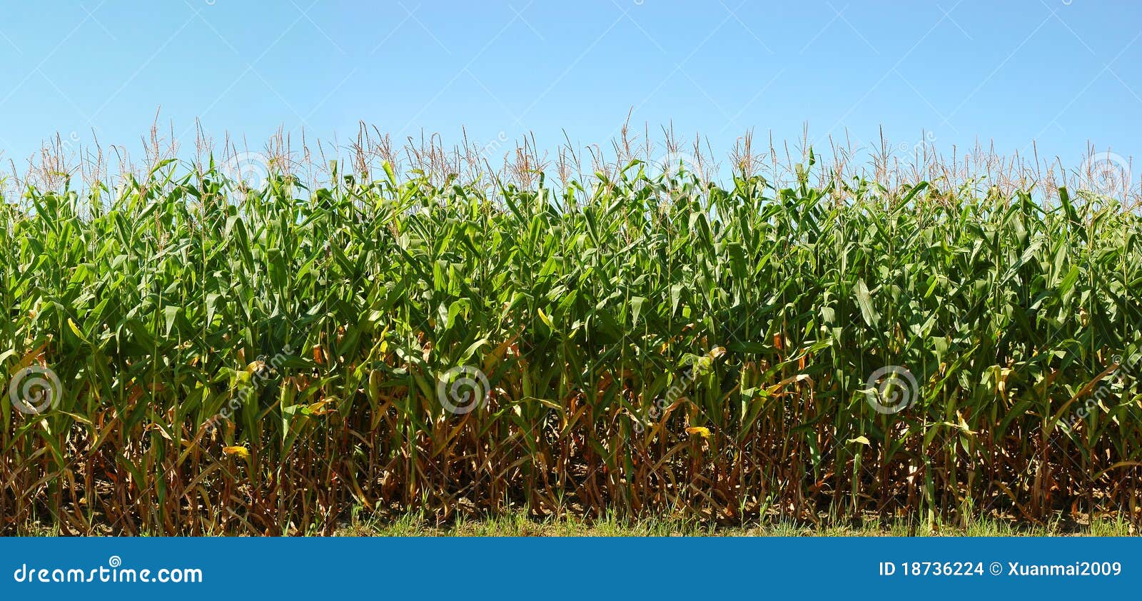 Corn field stock photo. Image of energy, harvest, agriculture - 18736224
