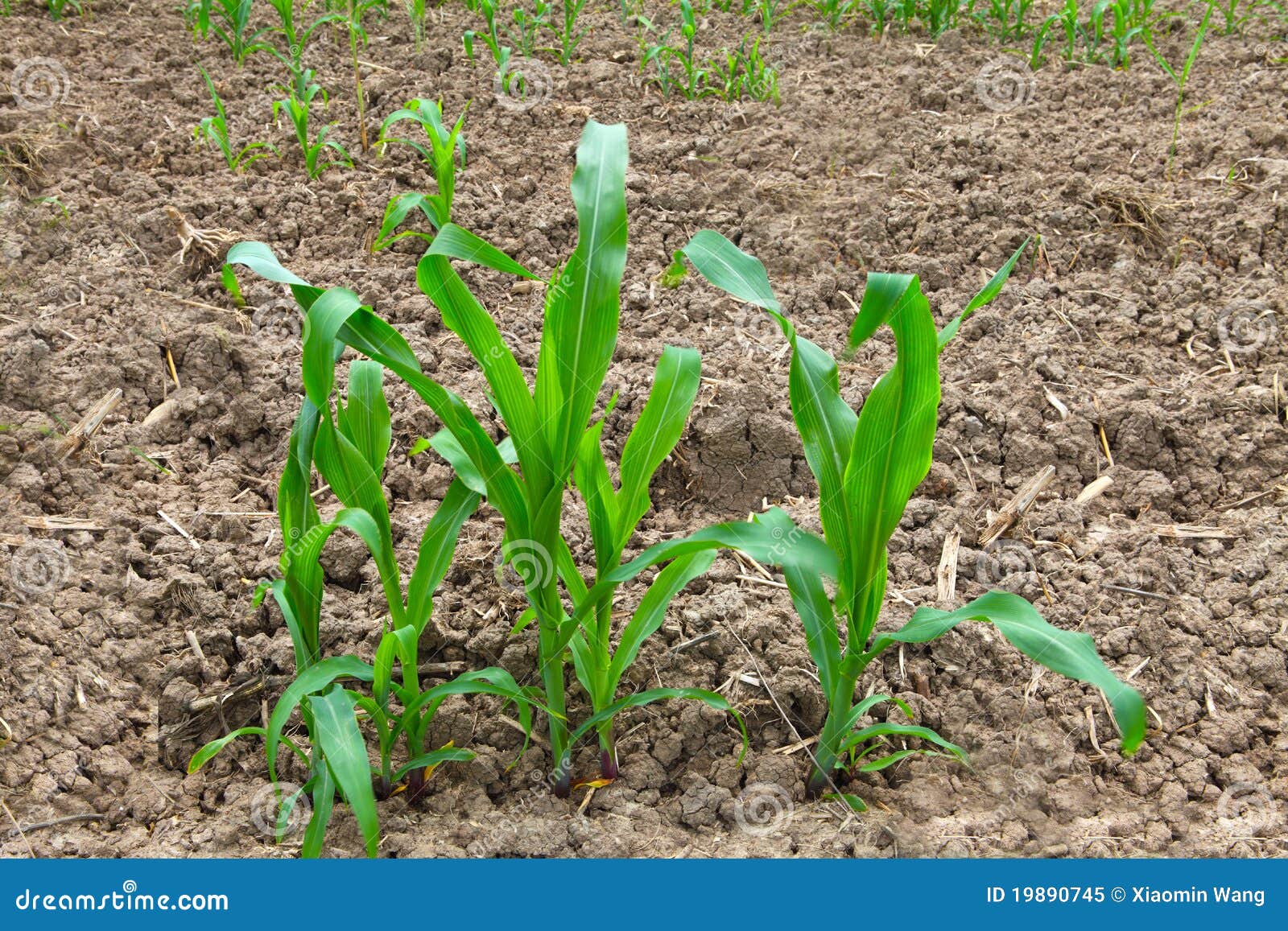 Corn field stock image. Image of field, dense, farming - 19890745