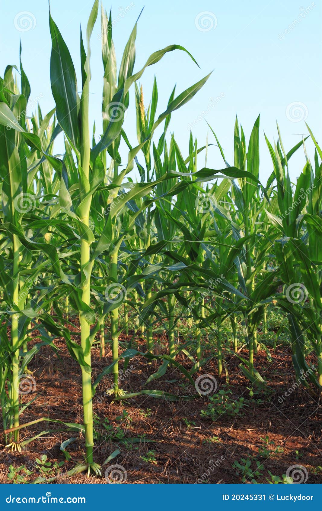 Corn Field stock image. Image of harvest, corn, farm - 20245331