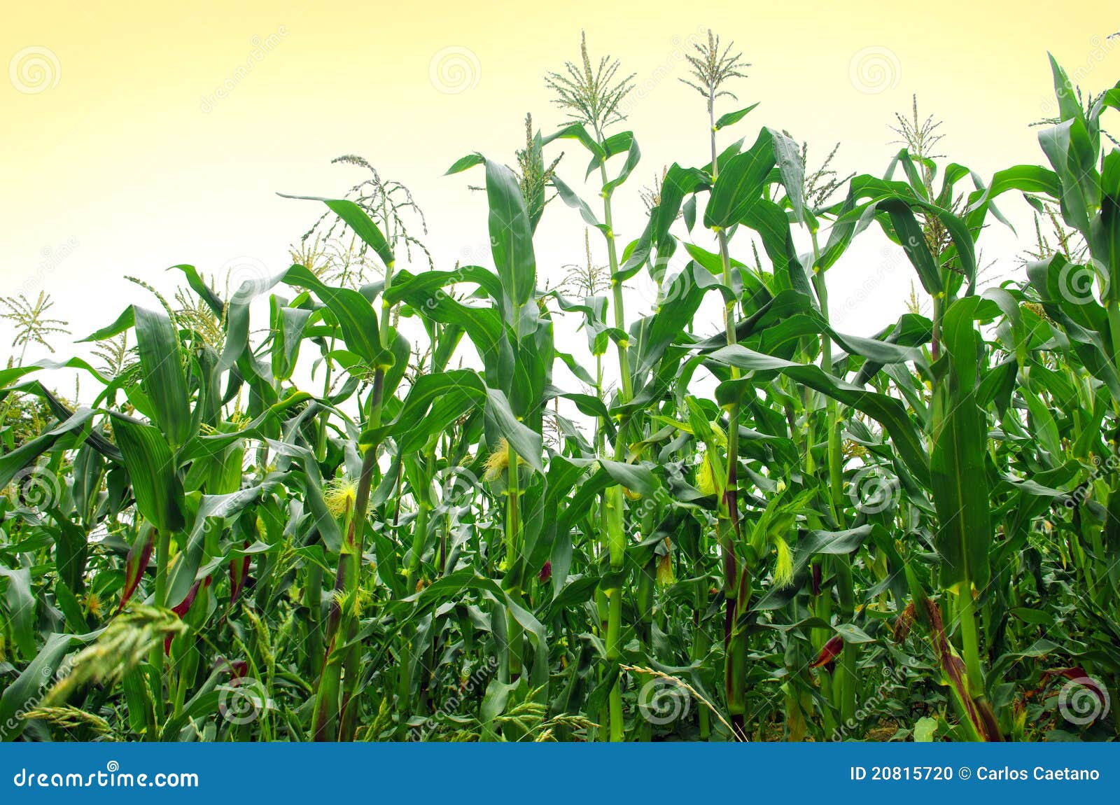 Corn Field stock photo. Image of harvest, land, food - 20815720