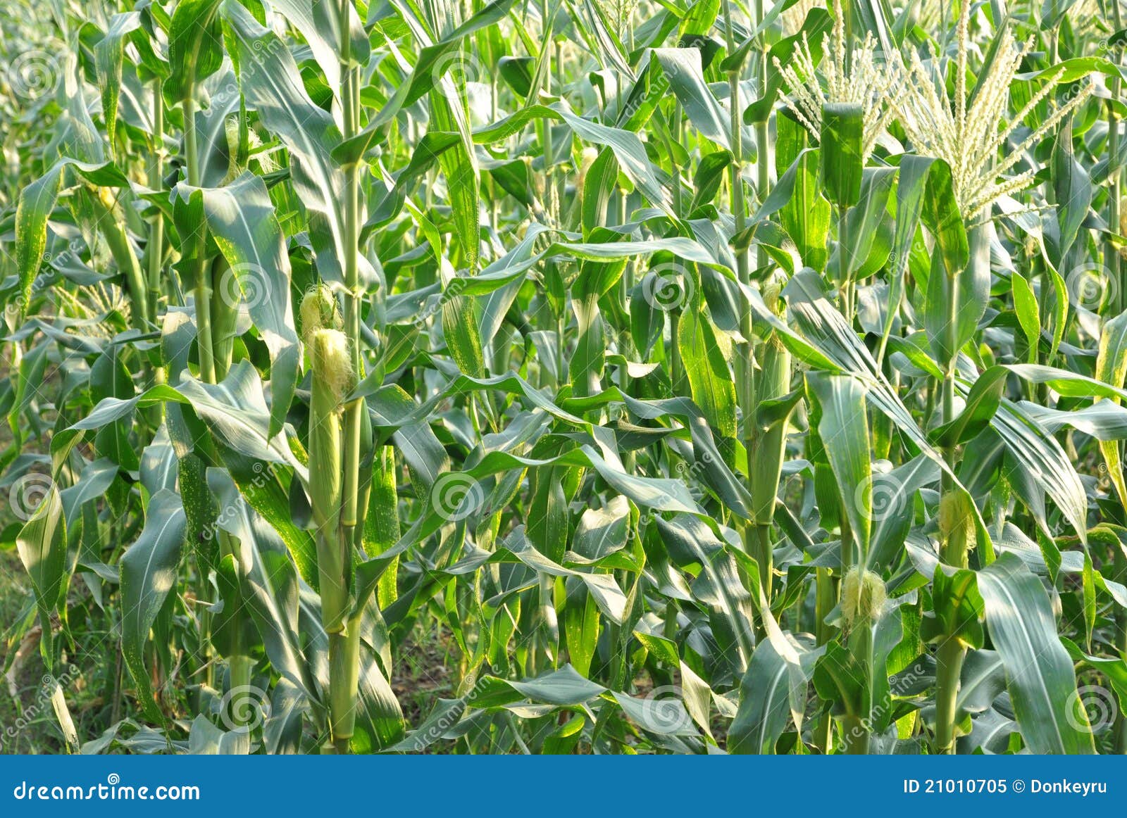 Corn field stock image. Image of field, leaves, peace - 21010705