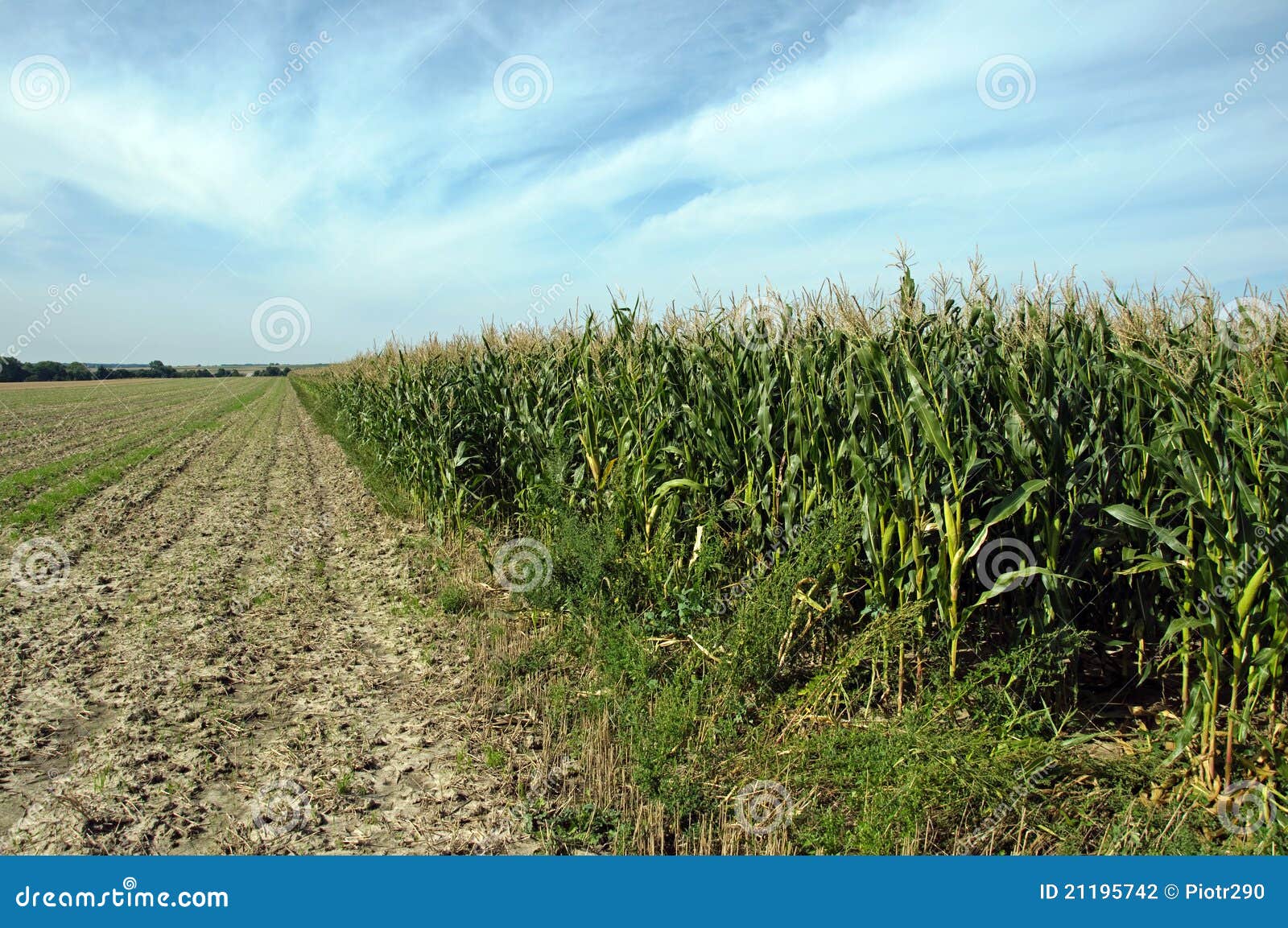 Corn Field stock photo. Image of food, blue, corn, farmer - 21195742