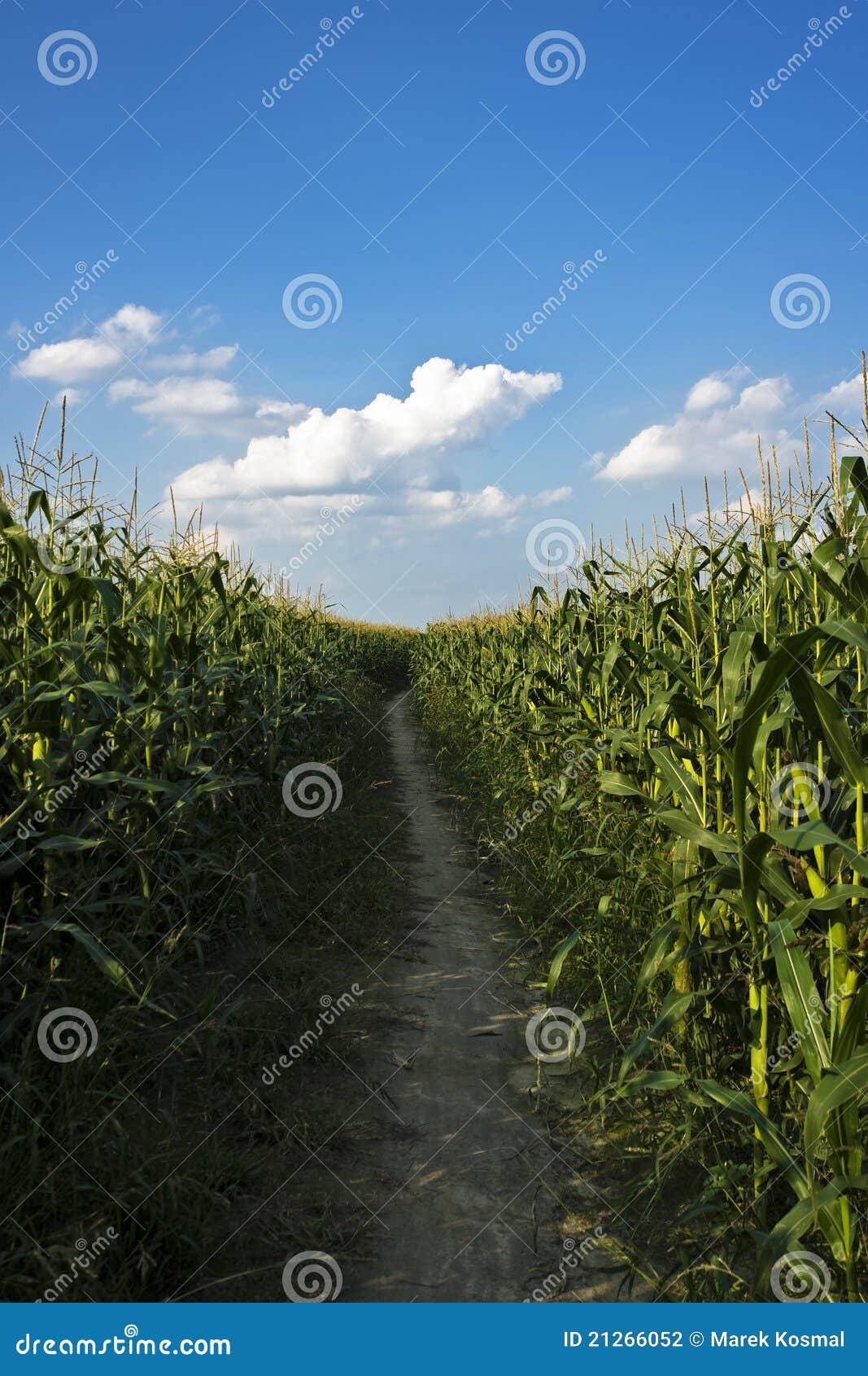 Corn field stock photo. Image of grain, farm, path, corn - 21266052