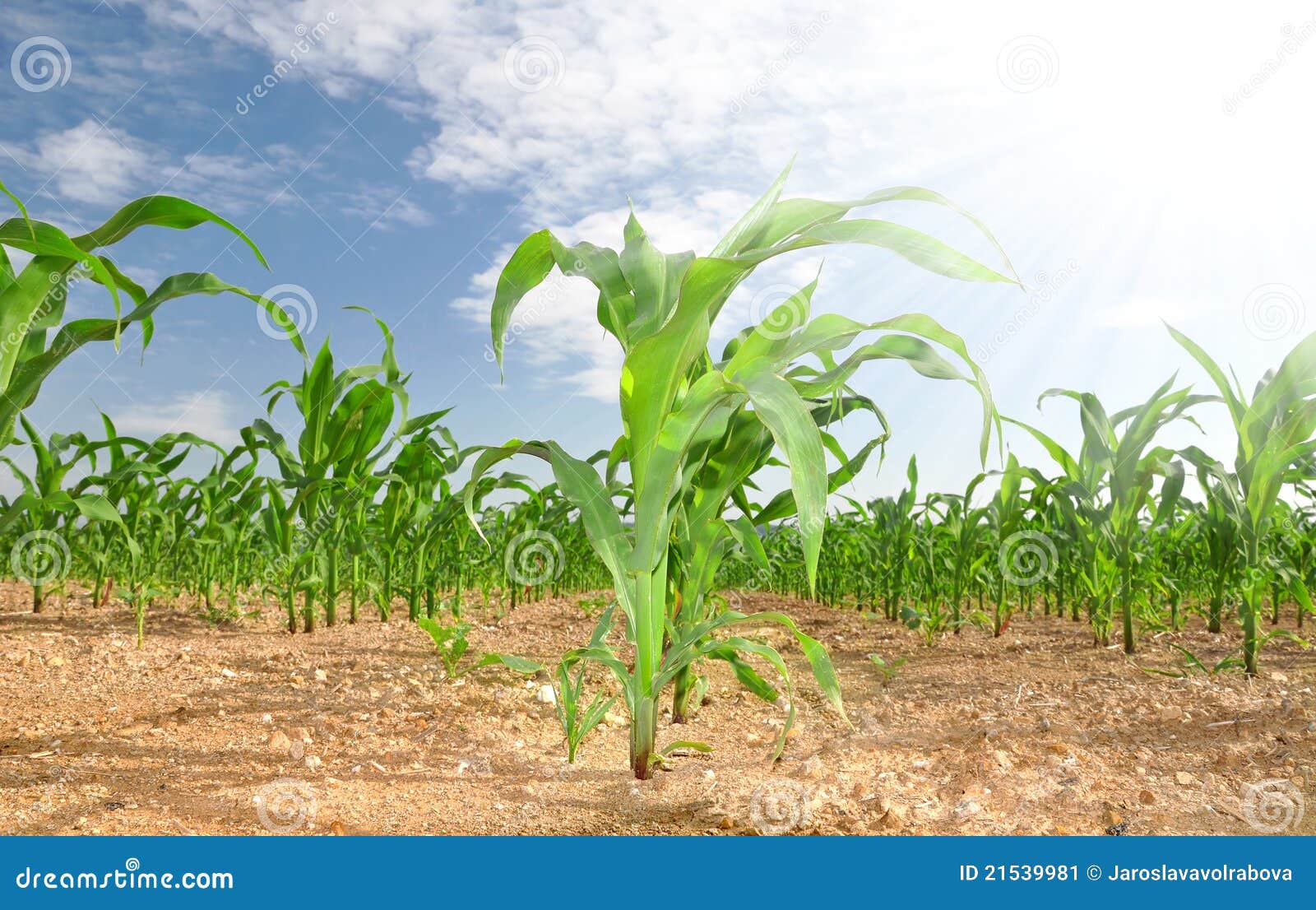 Corn field stock image. Image of horizon, grain, green - 21539981