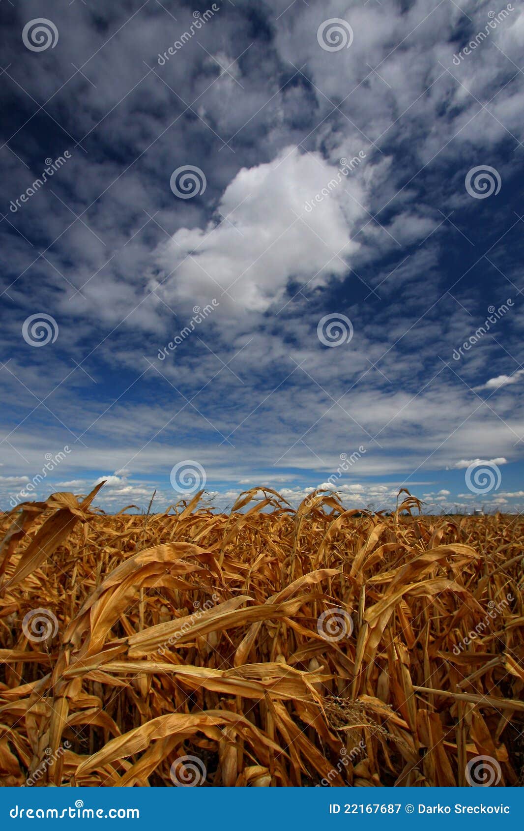 Corn field stock image. Image of natural, vegetable, nature - 22167687