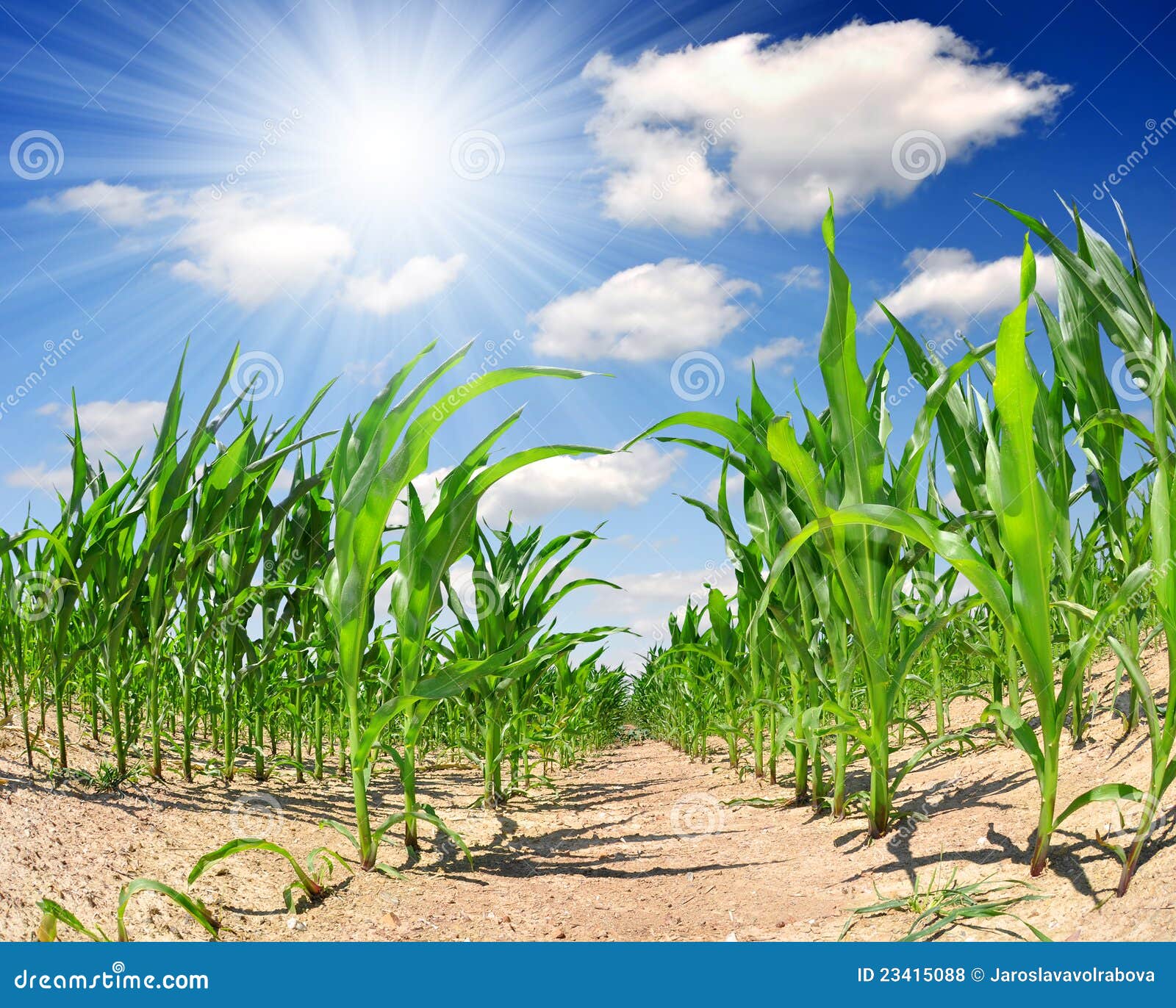 Corn field stock photo. Image of farm, environmental - 23415088