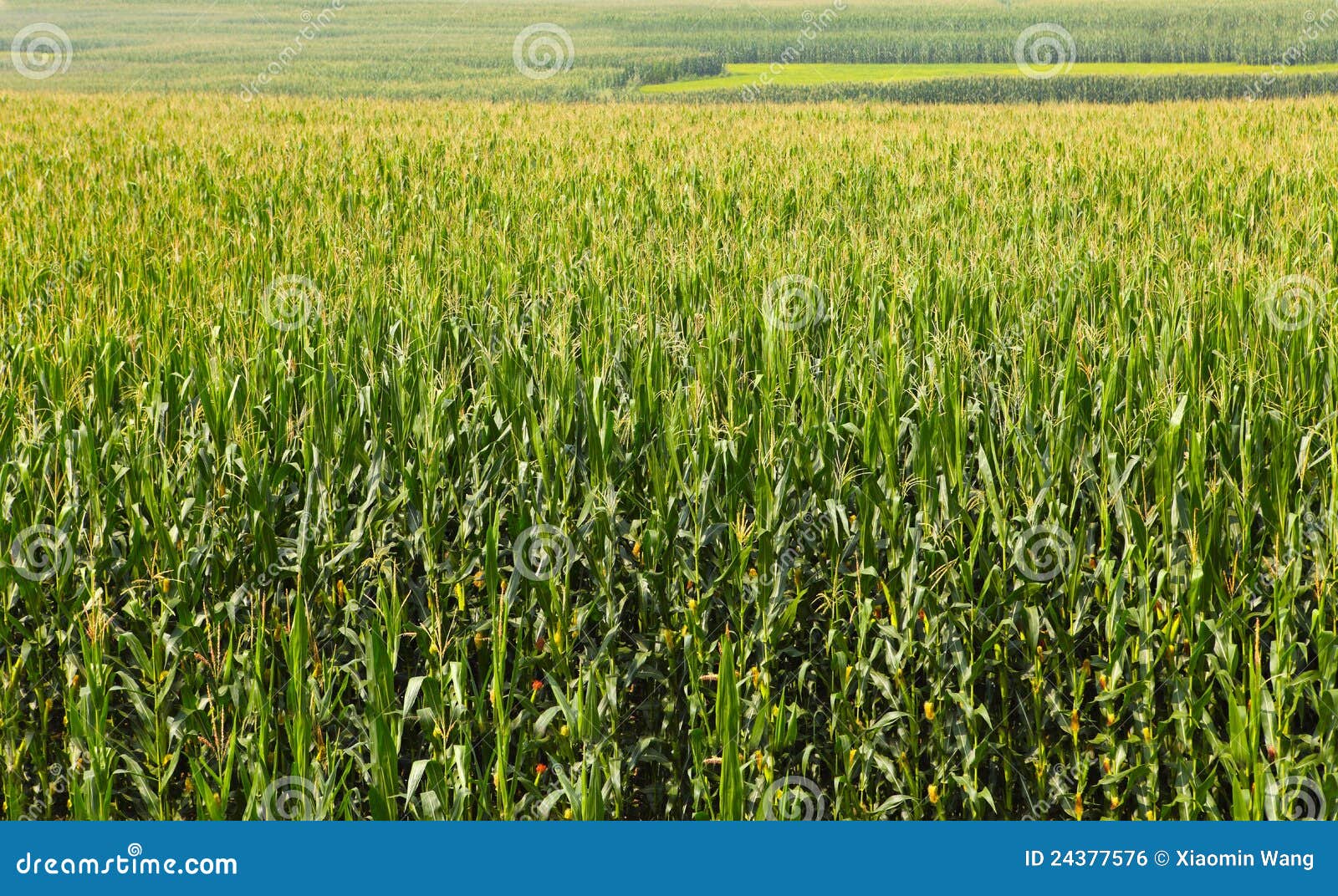 Corn field stock photo. Image of rich, food, crop, cornflakes - 24377576