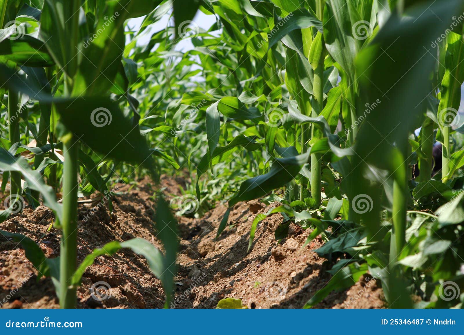 Corn field stock image. Image of scenic, agriculture - 25346487