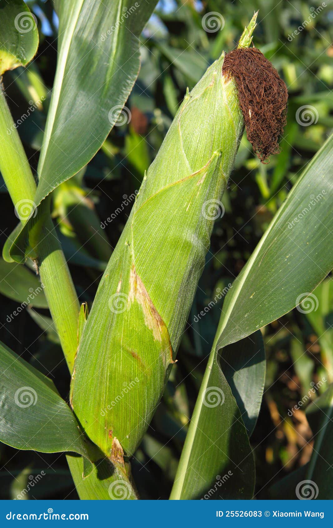 Corn field stock image. Image of cornflakes, leaf, farm - 25526083