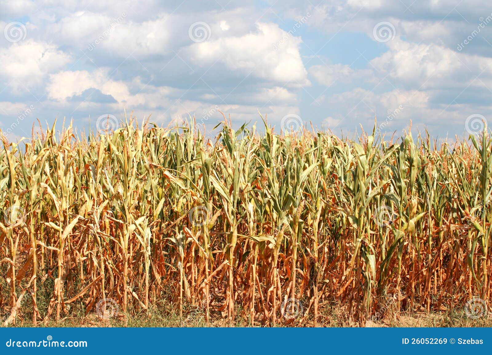 Corn Field stock image. Image of corn, natural, farming - 26052269
