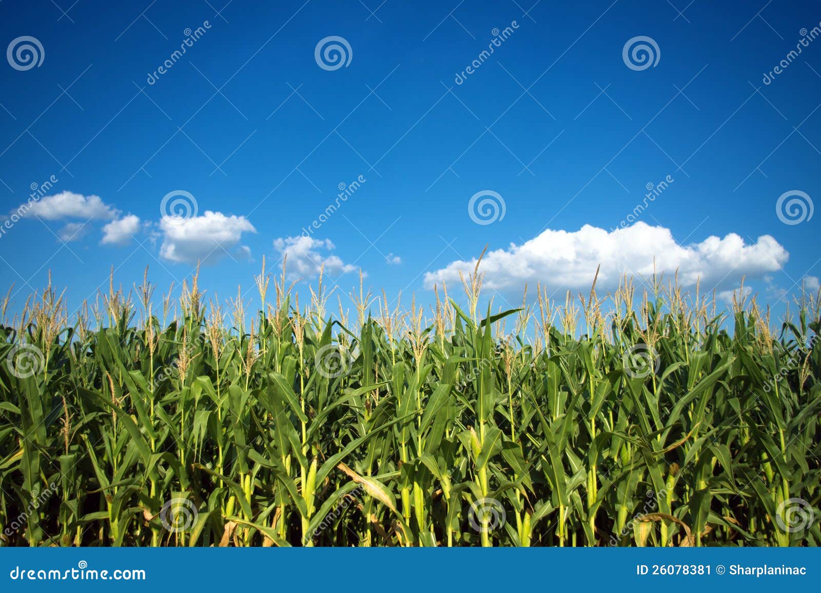 Corn field stock image. Image of food, agriculture, foliage - 26078381