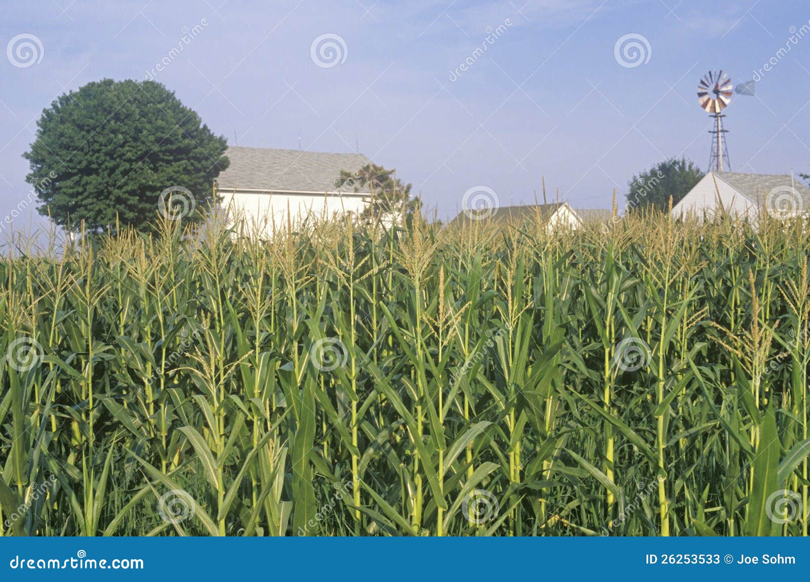 Corn field stock image. Image of food, united, corn, summer - 26253533