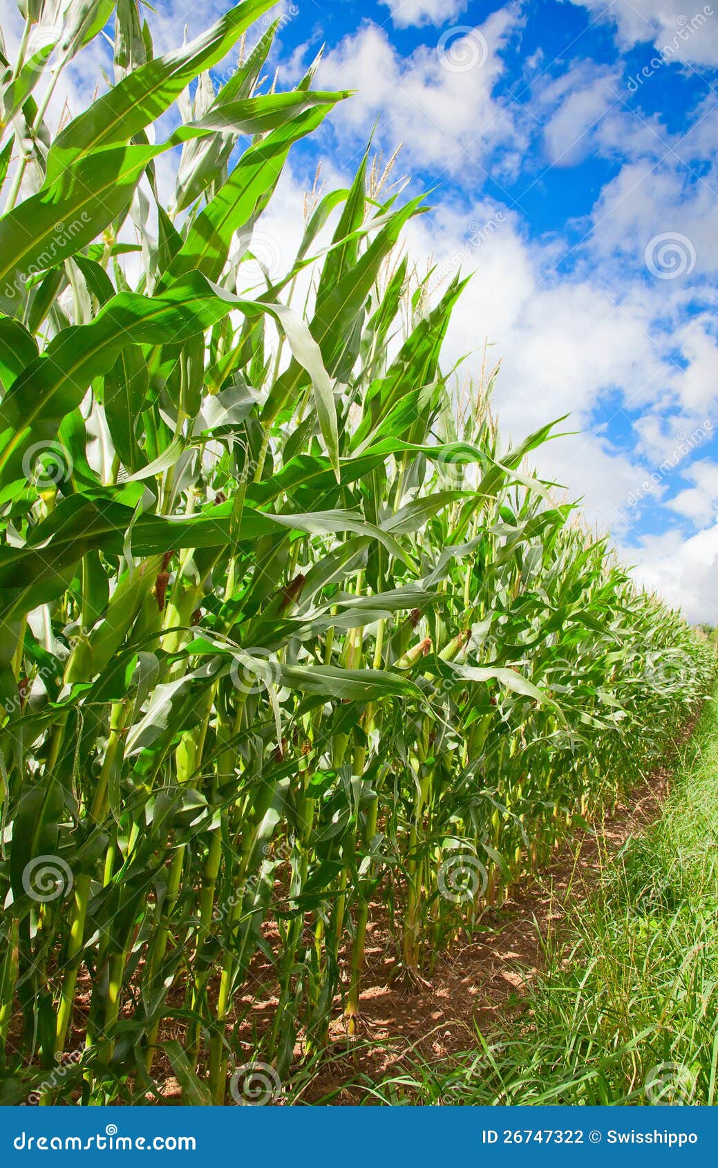 Corn field stock photo. Image of blue, harvest, land - 26747322