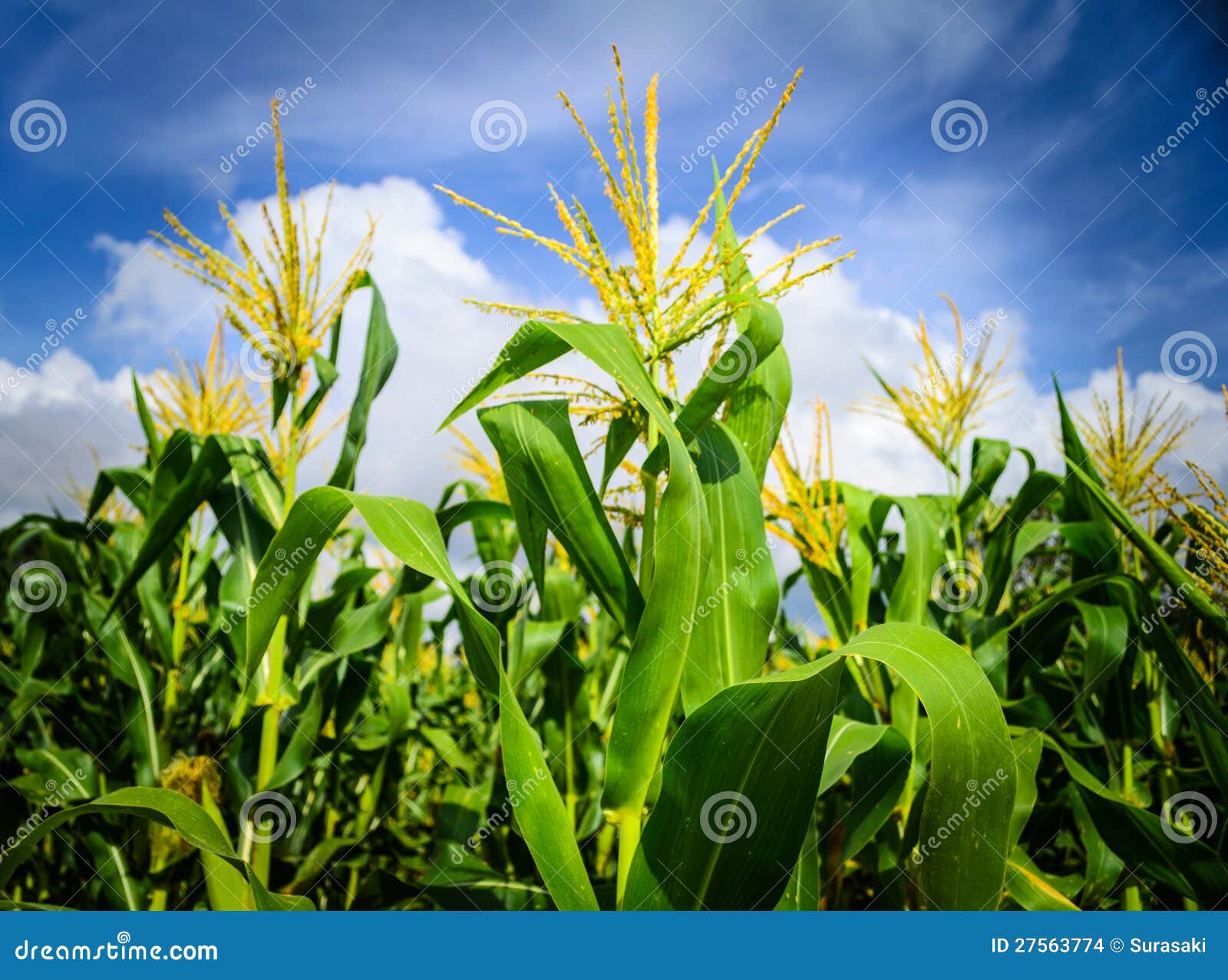 Corn field stock photo. Image of land, sugar, green, cover - 27563774