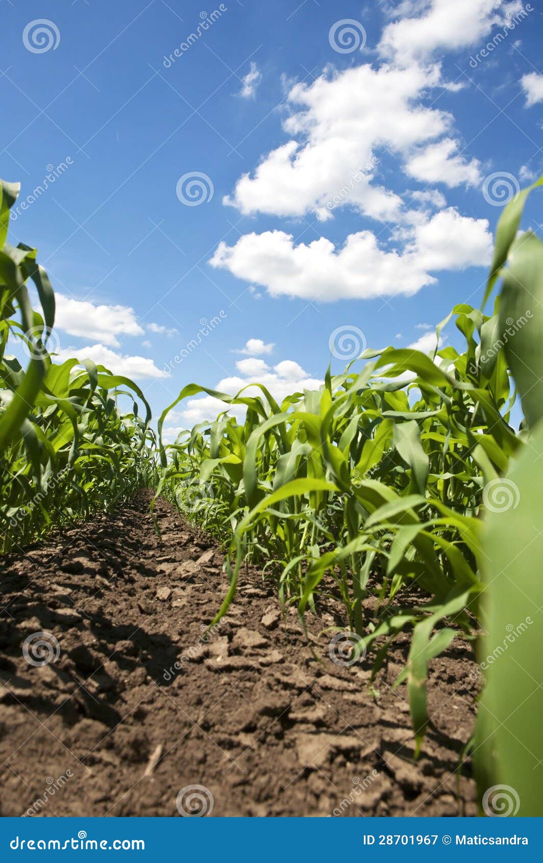Corn field stock image. Image of landscape, bright, healthy - 28701967