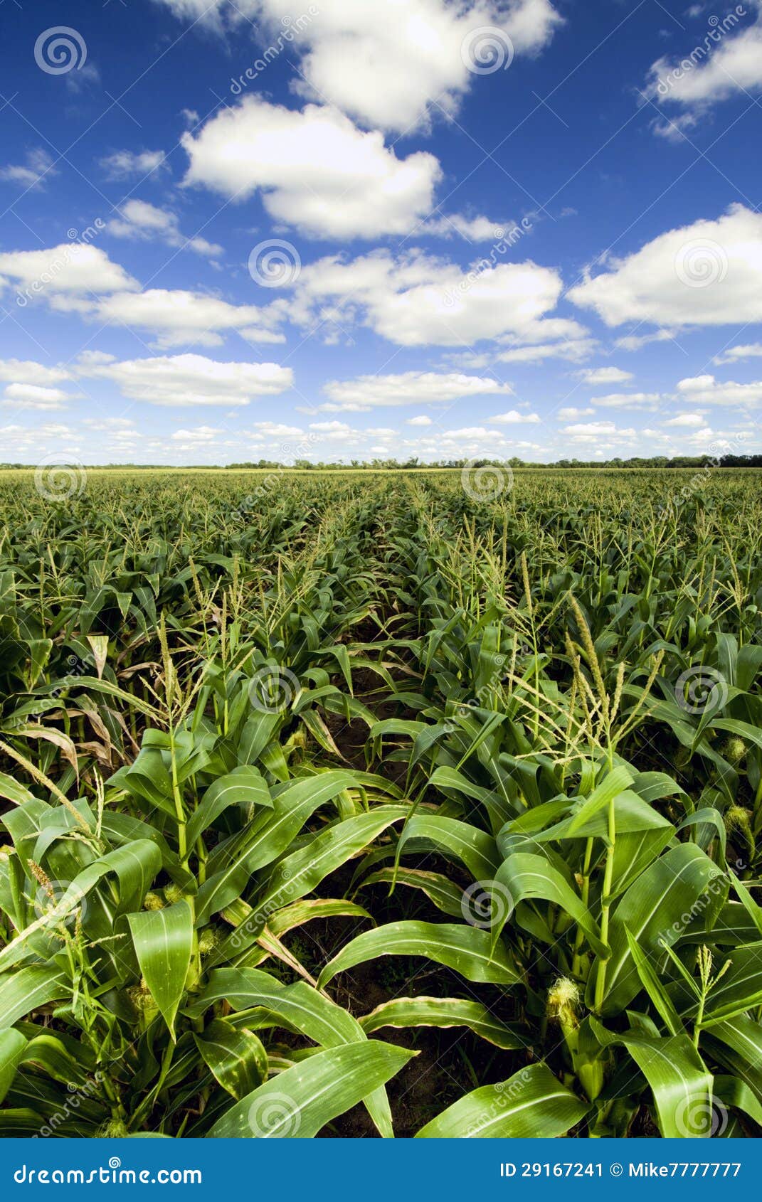 Corn field stock image. Image of countryside, corn, garden - 29167241
