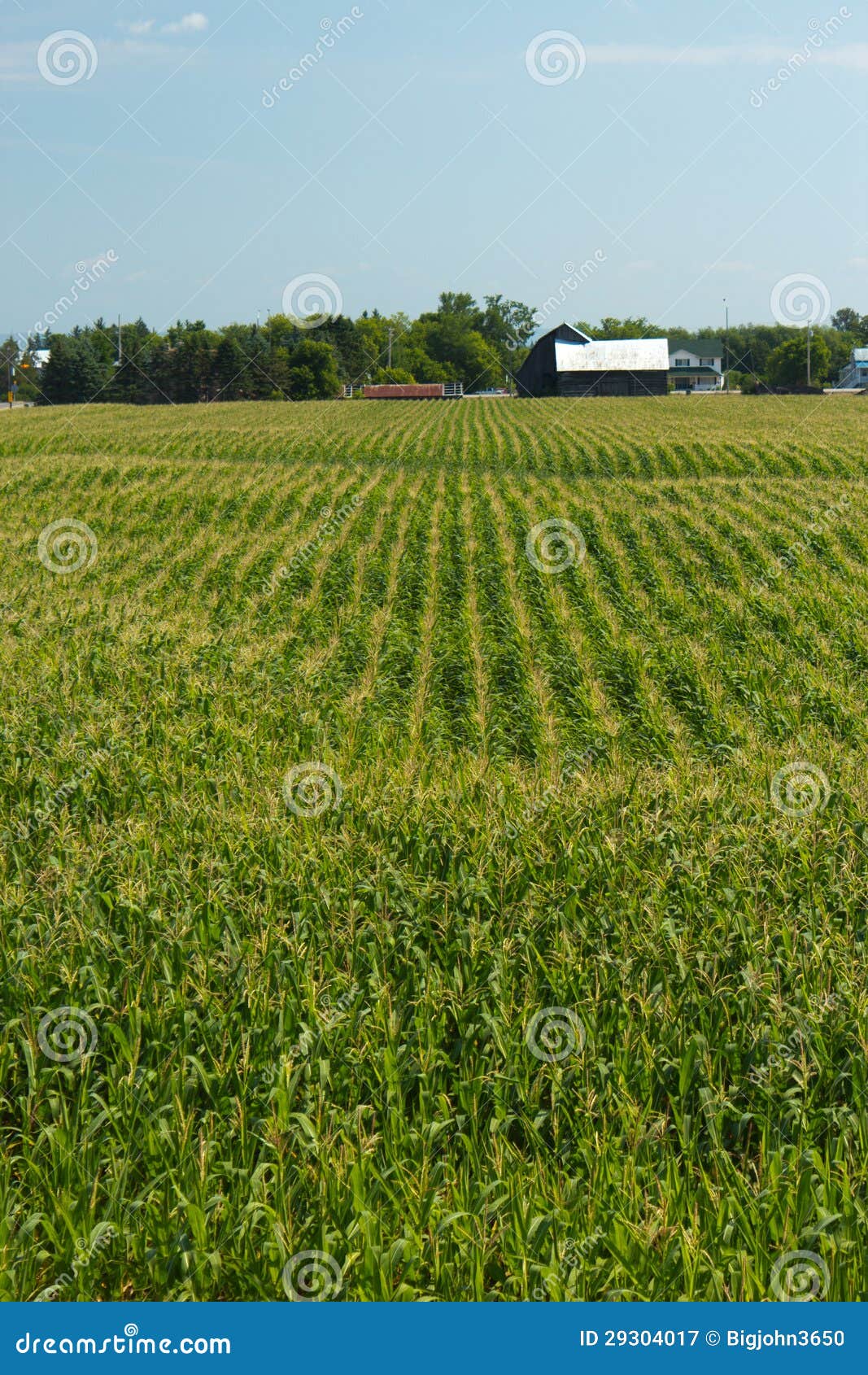 Corn Field stock image. Image of corn, cereal, leaf, land - 29304017