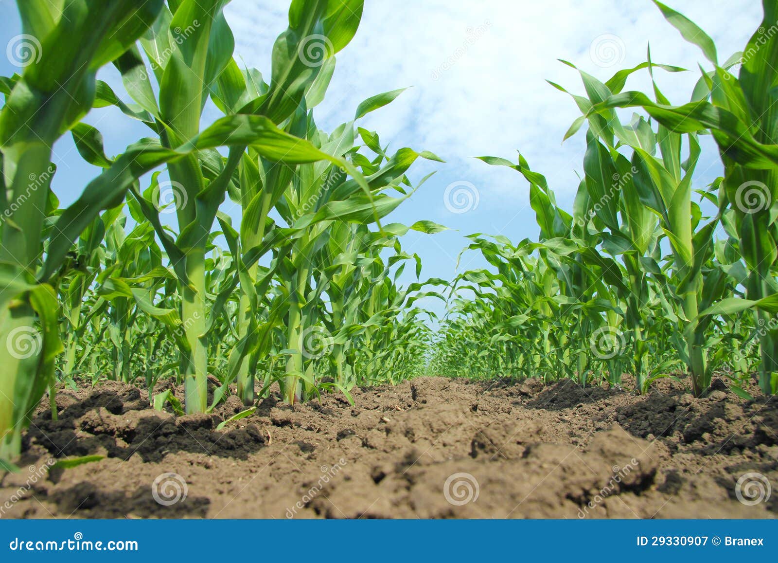 Corn Field stock image. Image of fresh, agriculture, industry - 29330907