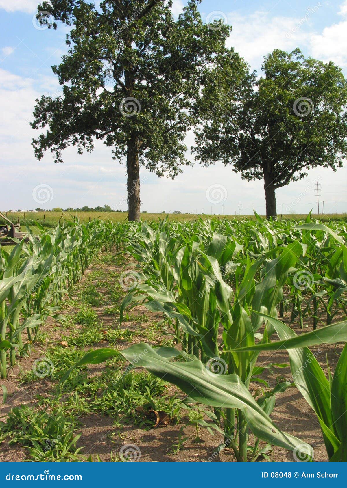 Corn Field - 3 stock photo. Image of plant, farm, central - 8048