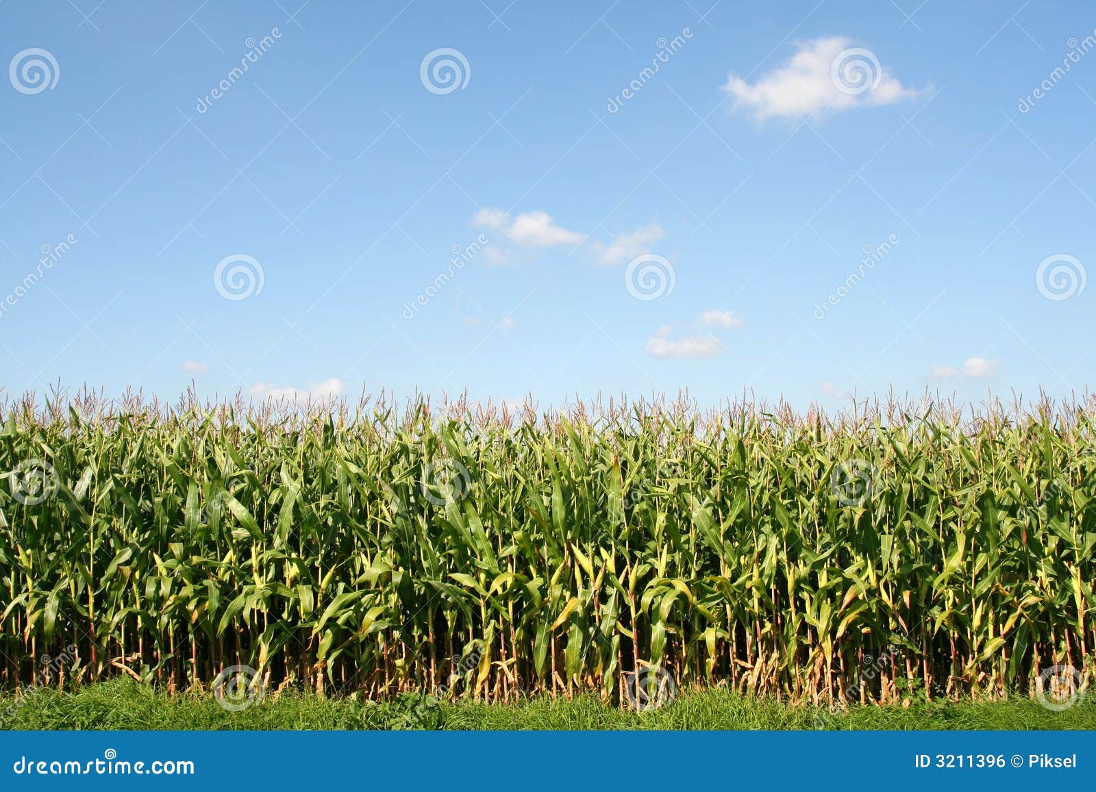 Corn field stock photo. Image of blue, mature, outside - 3211396