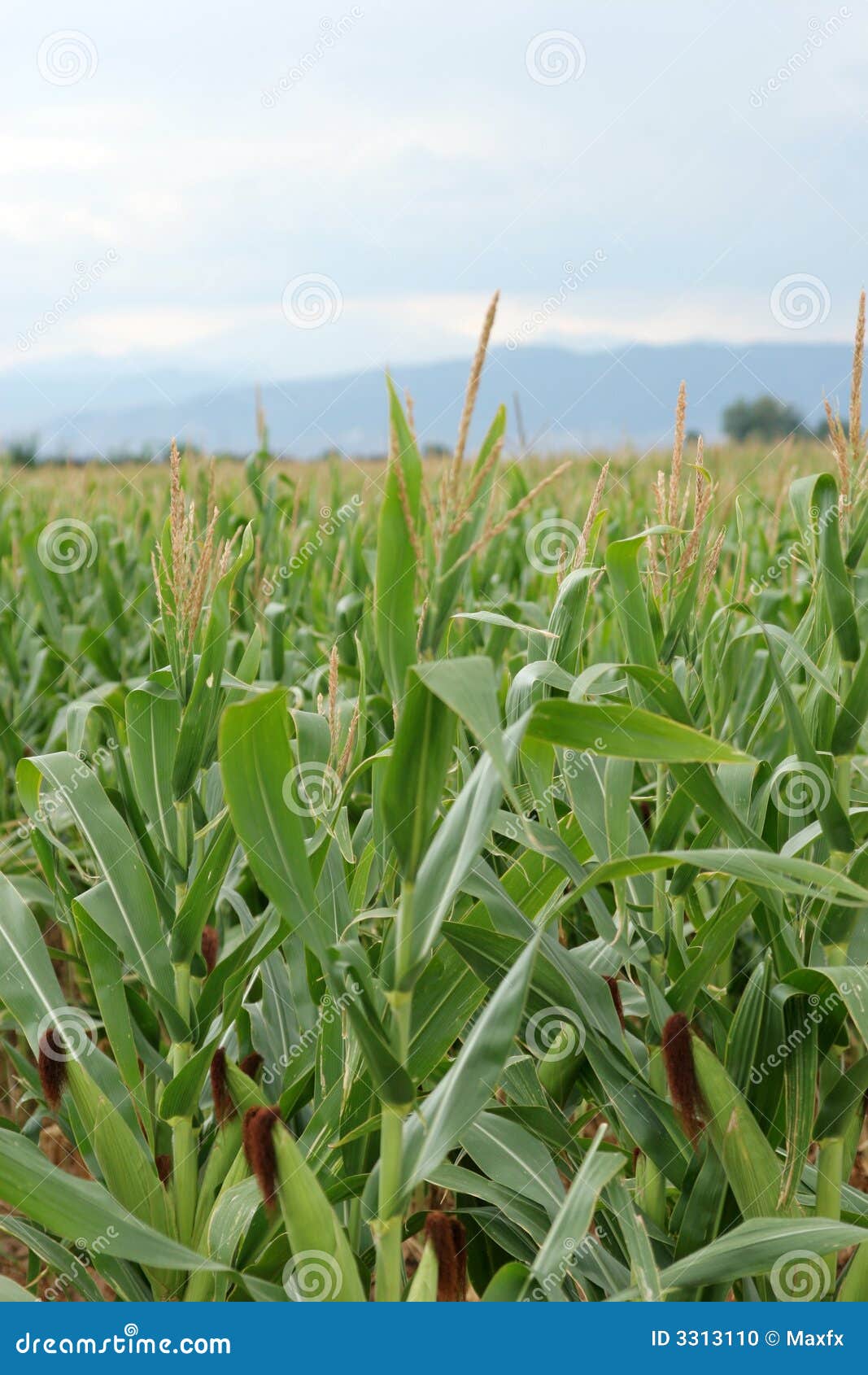 Corn field stock photo. Image of field, scenic, food, landscape - 3313110