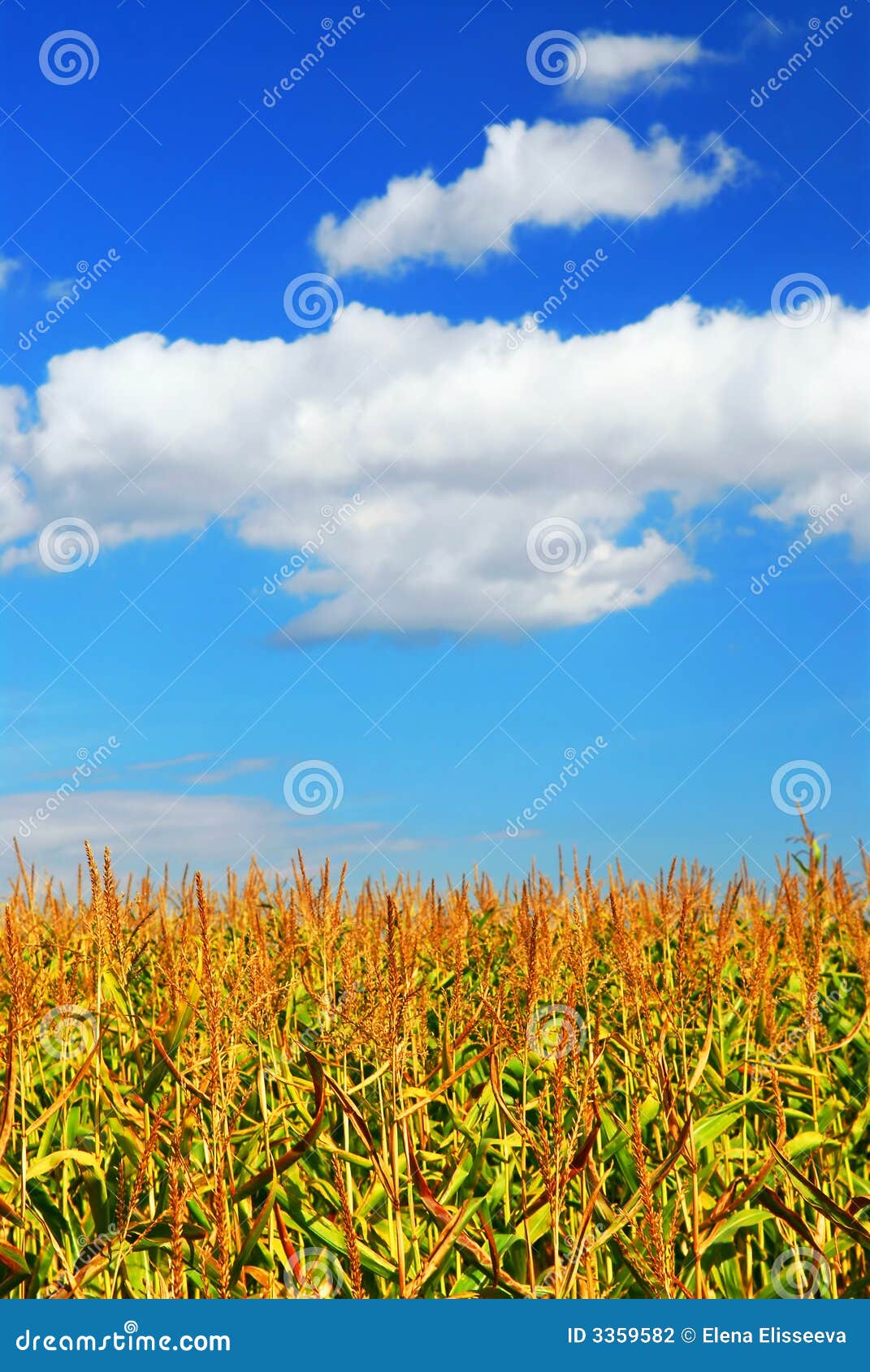 Corn field stock photo. Image of blue, agriculture, green - 3359582