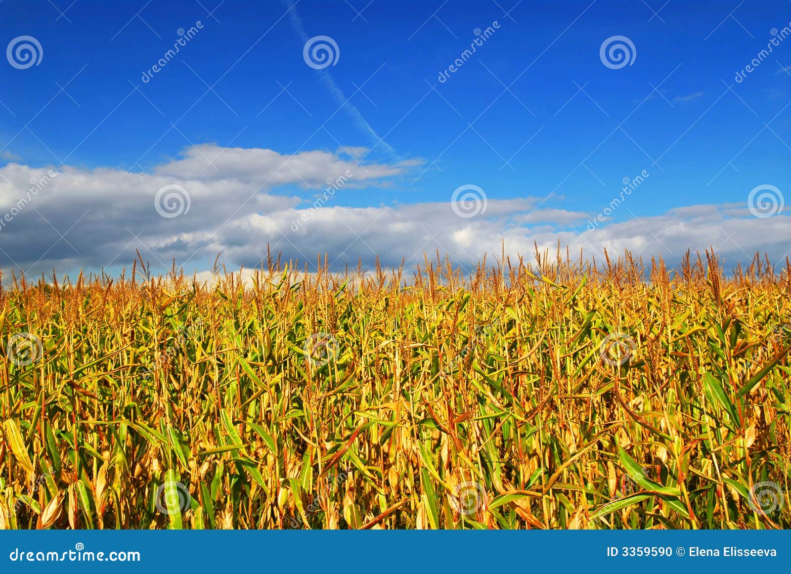 Corn field stock photo. Image of farming, grains, farmer - 3359590