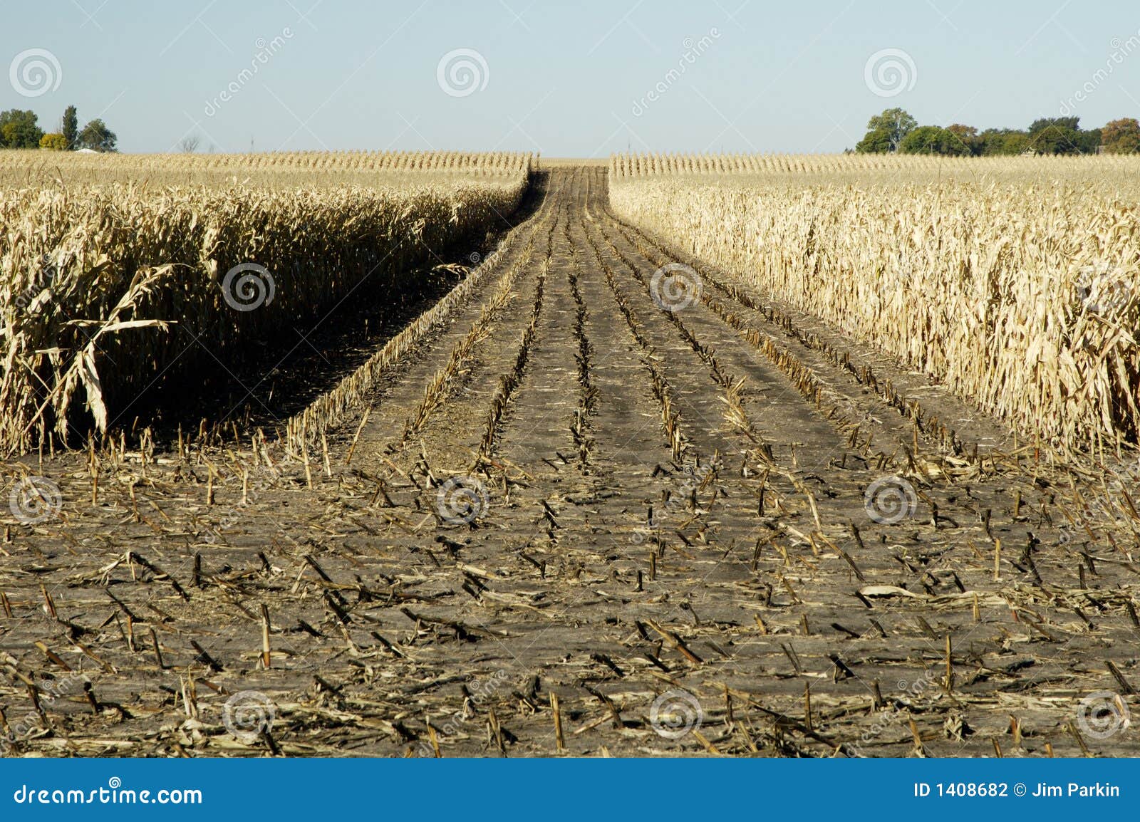Corn field 4 stock photo. Image of agrabusiness, grain - 1408682