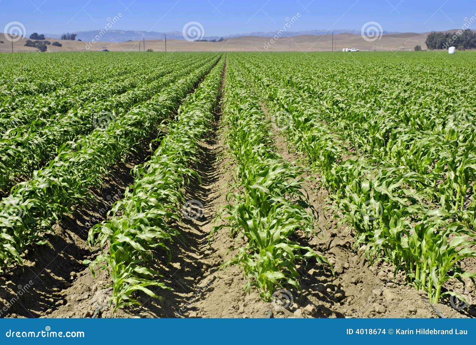 Corn Field stock photo. Image of yellow, agricultural - 4018674