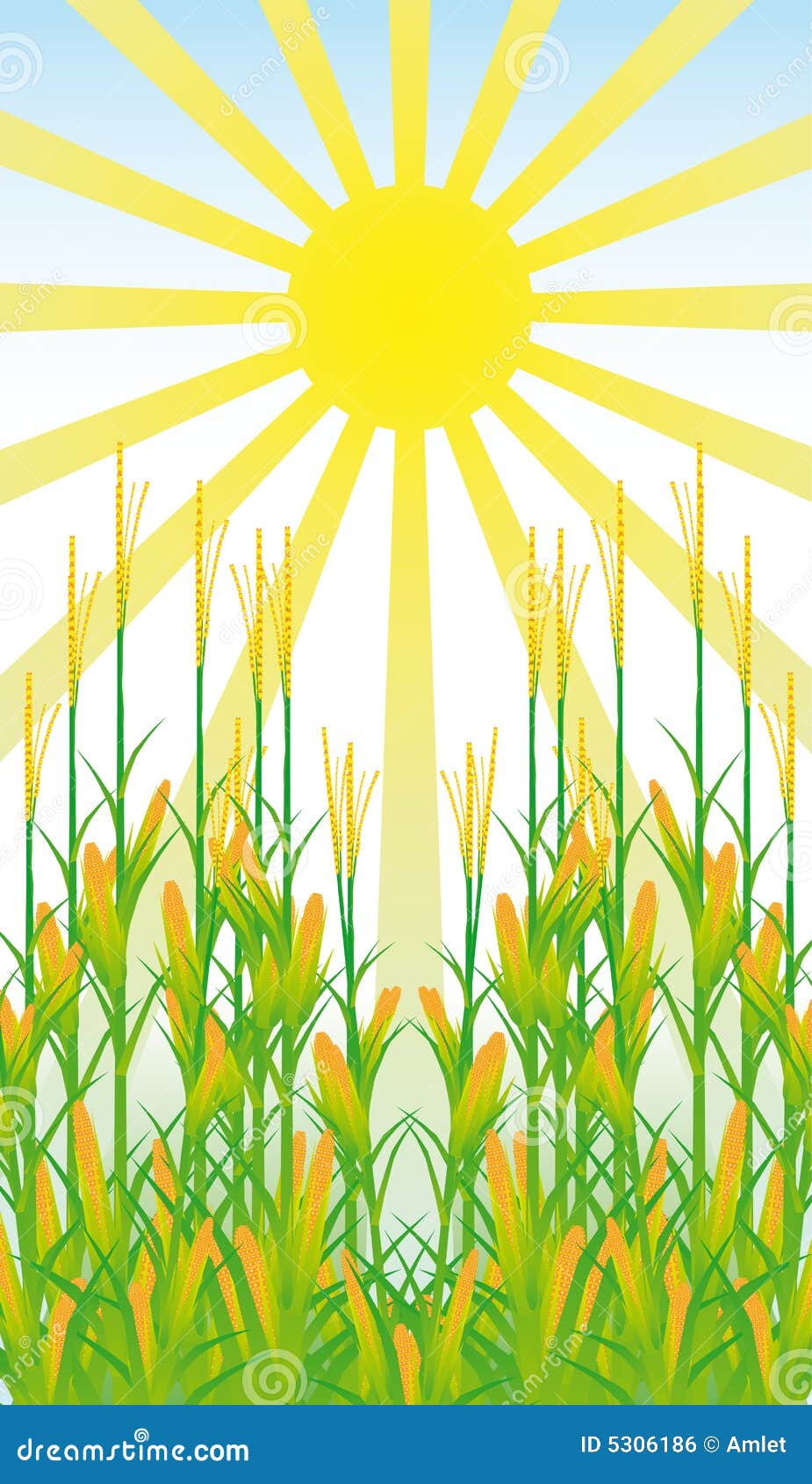 Corn field stock vector. Illustration of food, crop, abstract - 5306186