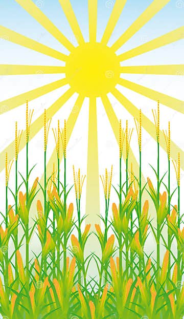 Corn field stock vector. Illustration of food, crop, abstract - 5306186