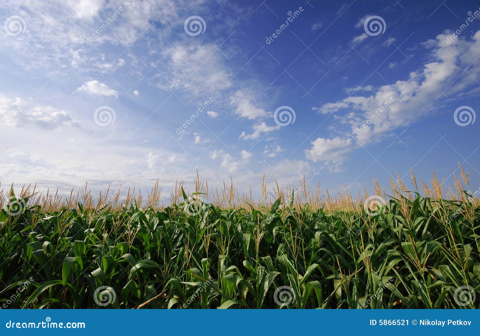 Cow And A Corn Field In Background Stock Image | CartoonDealer.com ...
