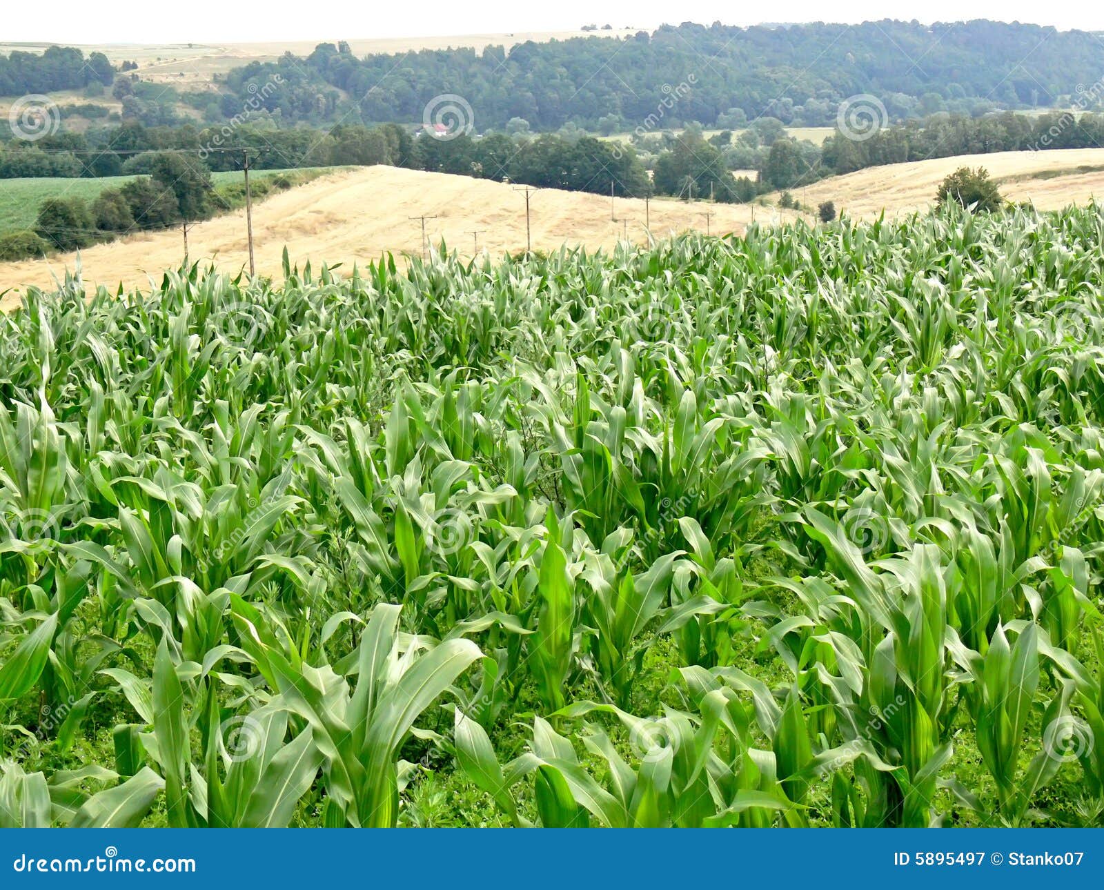 Corn field stock image. Image of farming, country, flour - 5895497