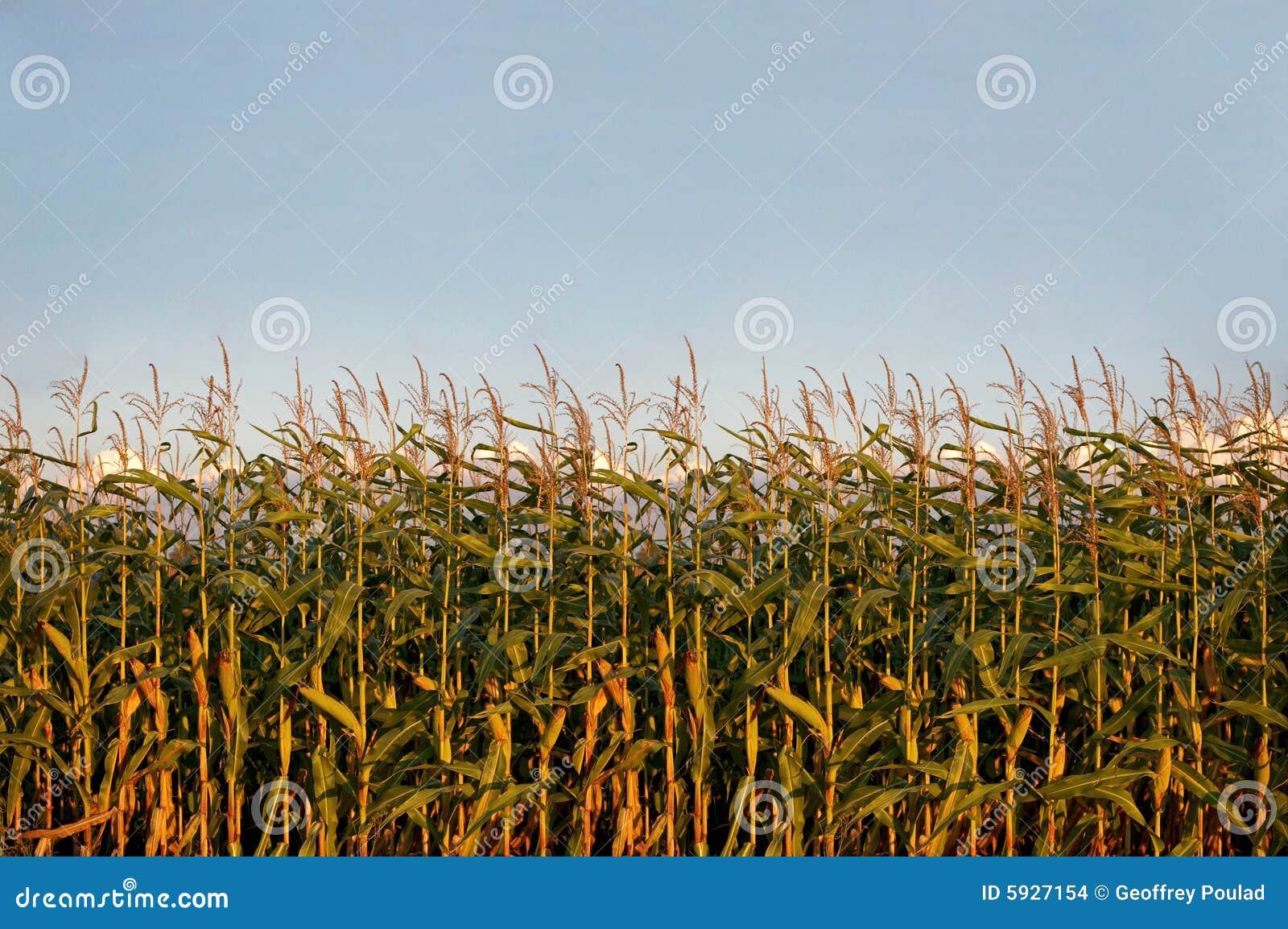 Corn field stock photo. Image of cloudy, grass, blue, farmland - 5927154