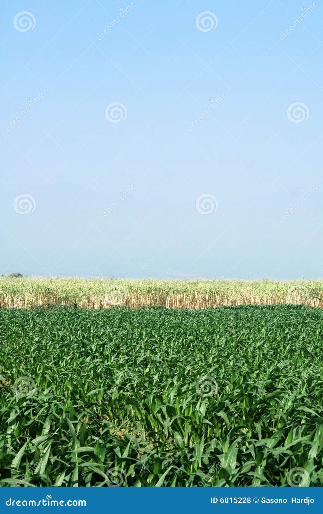 Corn field stock photo. Image of crop, ecology, field - 6015228