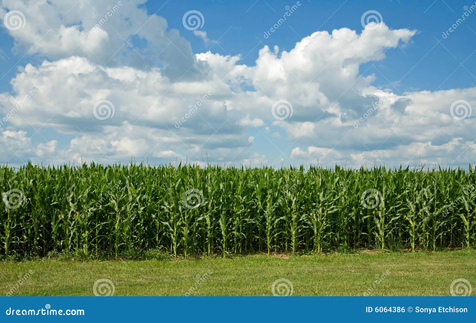 Corn Field stock photo. Image of skies, agriculture, clouds - 6064386