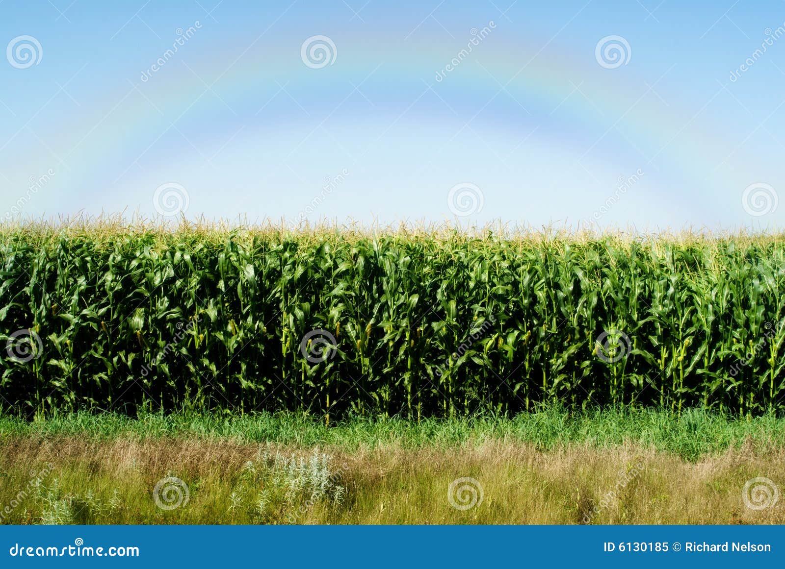 Corn Field stock image. Image of countryside, plants, grow - 6130185