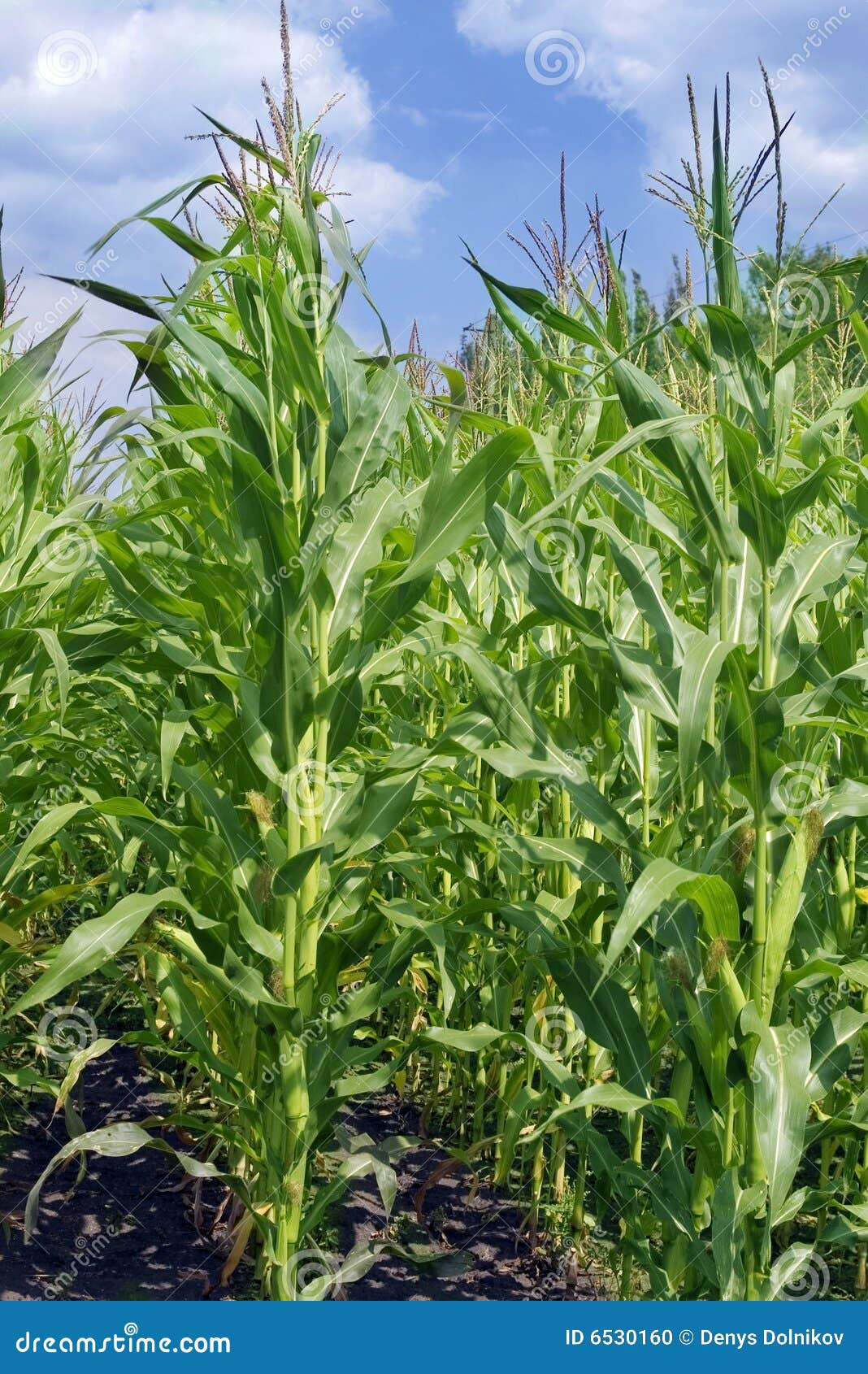 Corn in field stock photo. Image of farmland, cereal, cloud - 6530160