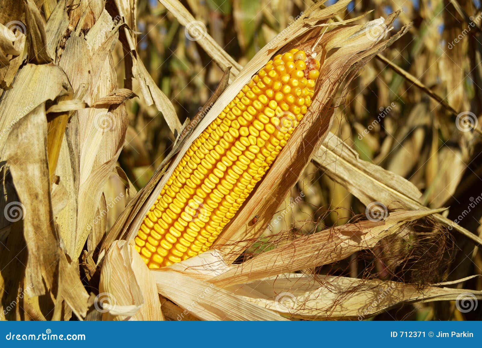 Corn in the Field stock image. Image of independence, farming - 712371