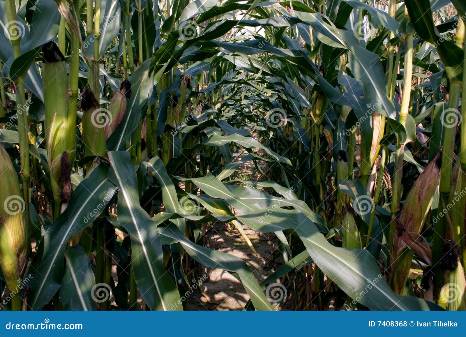 Corn on field stock photo. Image of corn, plant, food - 7408368