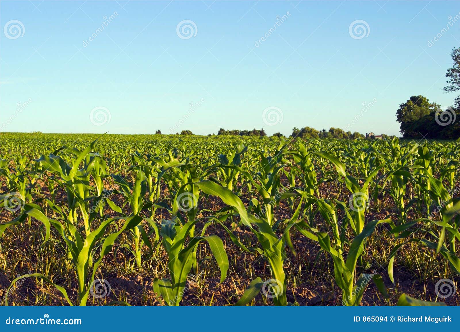 Corn Field stock photo. Image of fodder, agriculture, produce - 865094