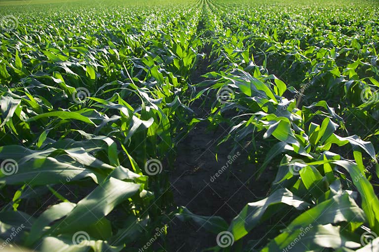 Corn Field stock photo. Image of grow, illinois, field - 9082844